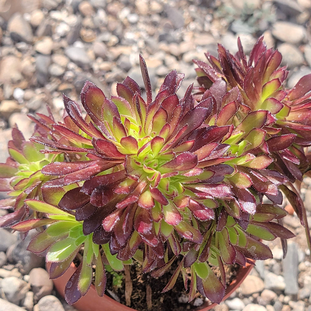 Aeonium 'Firecracker' – DesertScapeSucculent