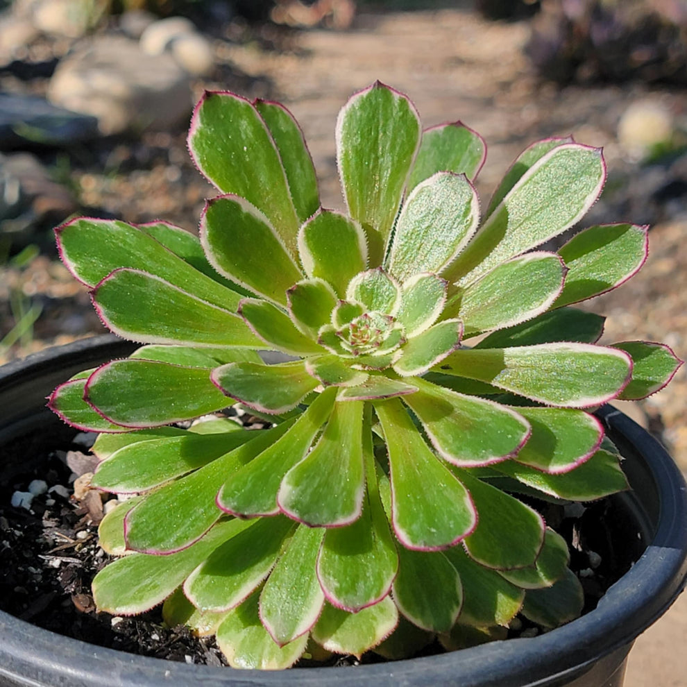 Aeonium 'Ink Painting' – DesertScapeSucculent