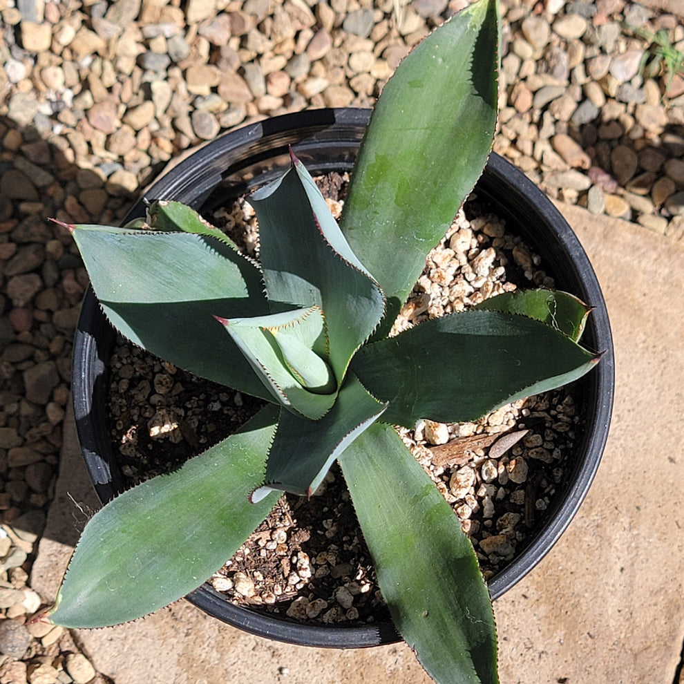 Agave 'Celsii Nova' – DesertScapeSucculent