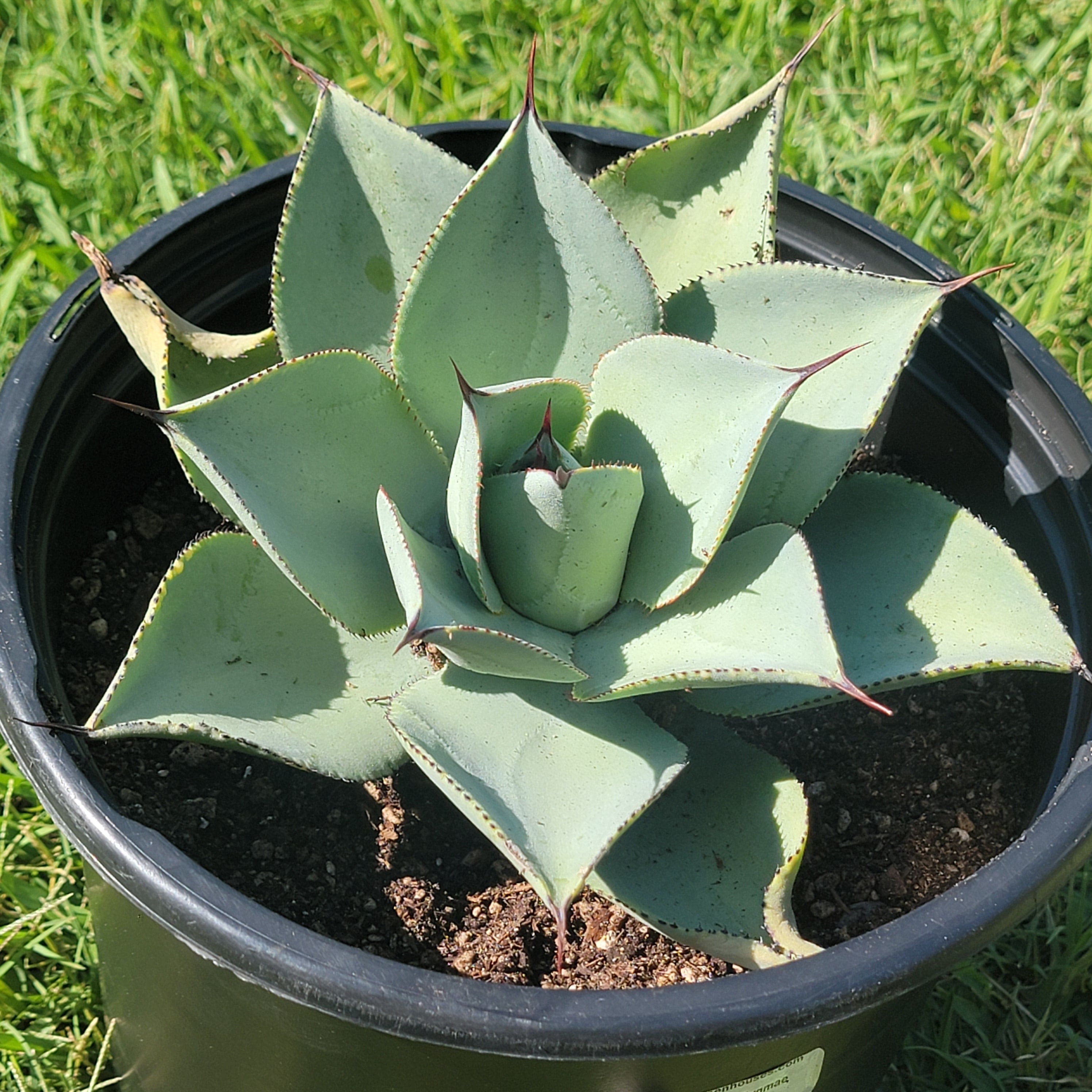 Agave pygmaea 'Dragon Toes' – DesertScapeSucculent