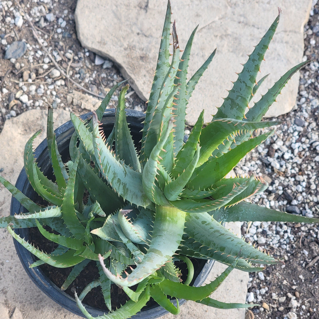 Aloe ‘Blue Elf’ – DesertScapeSucculent
