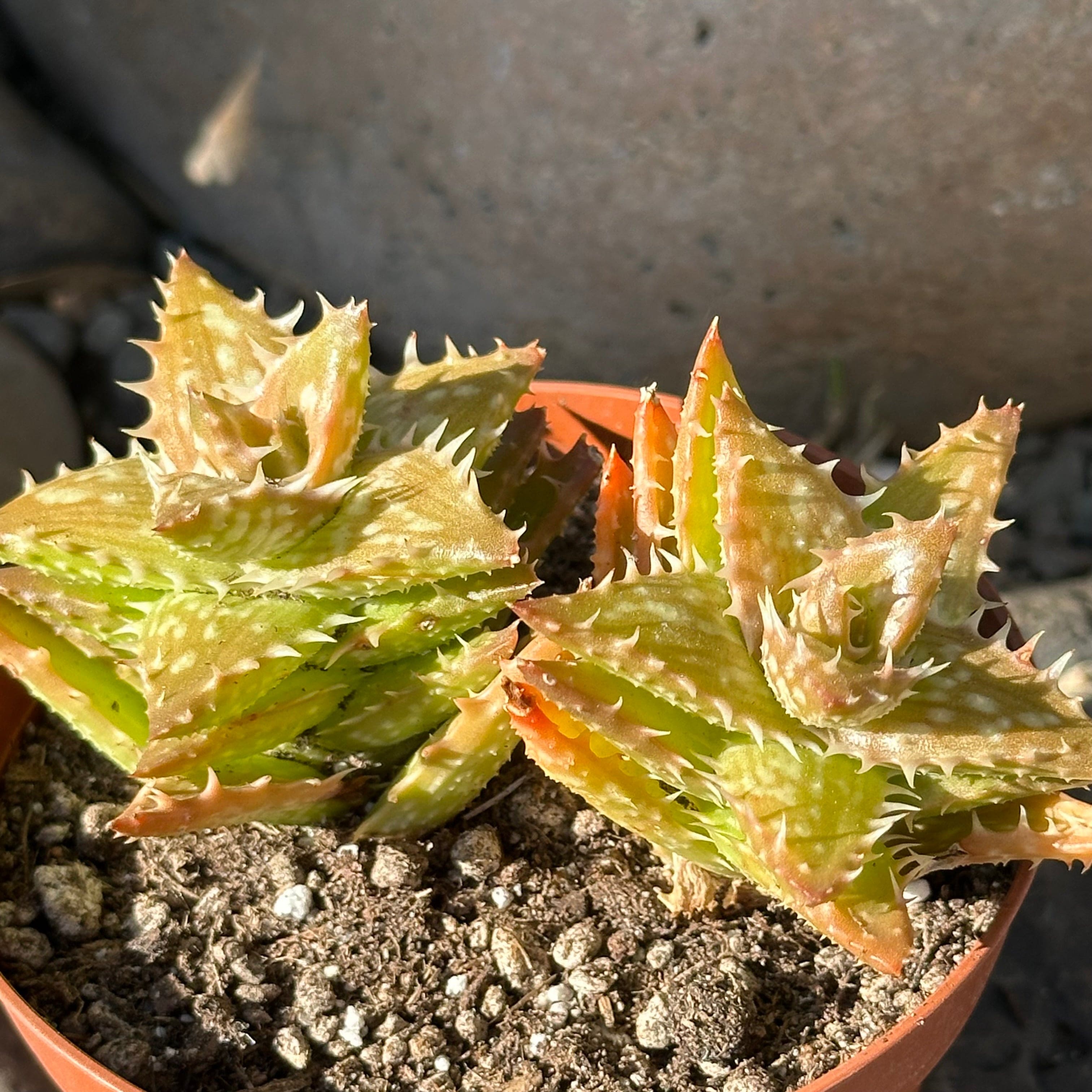 Aloe Juvenna 'Tiger Tooth Aloe' – DesertScapeSucculent