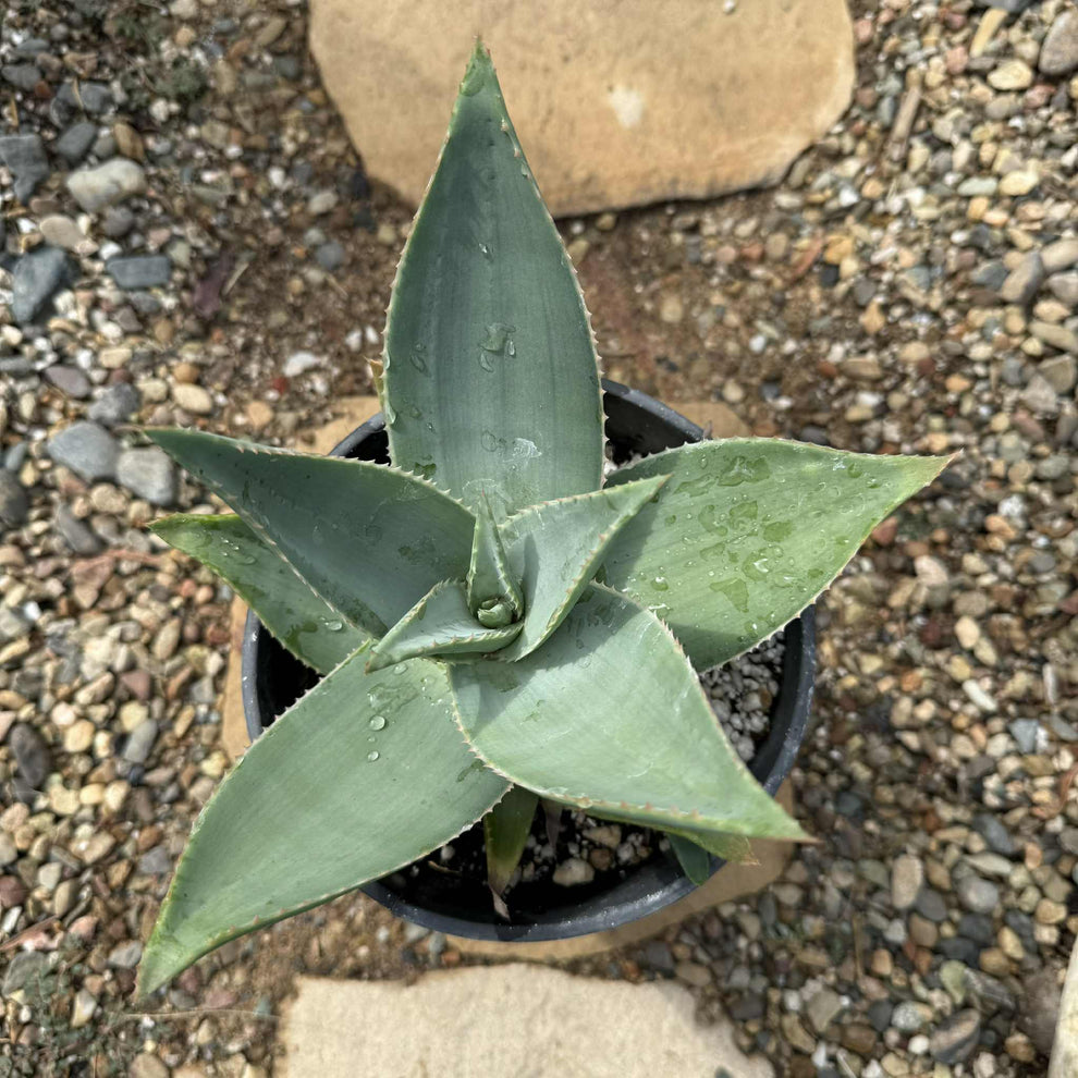 Aloe striata 'Ghost Aloe' – DesertScapeSucculent