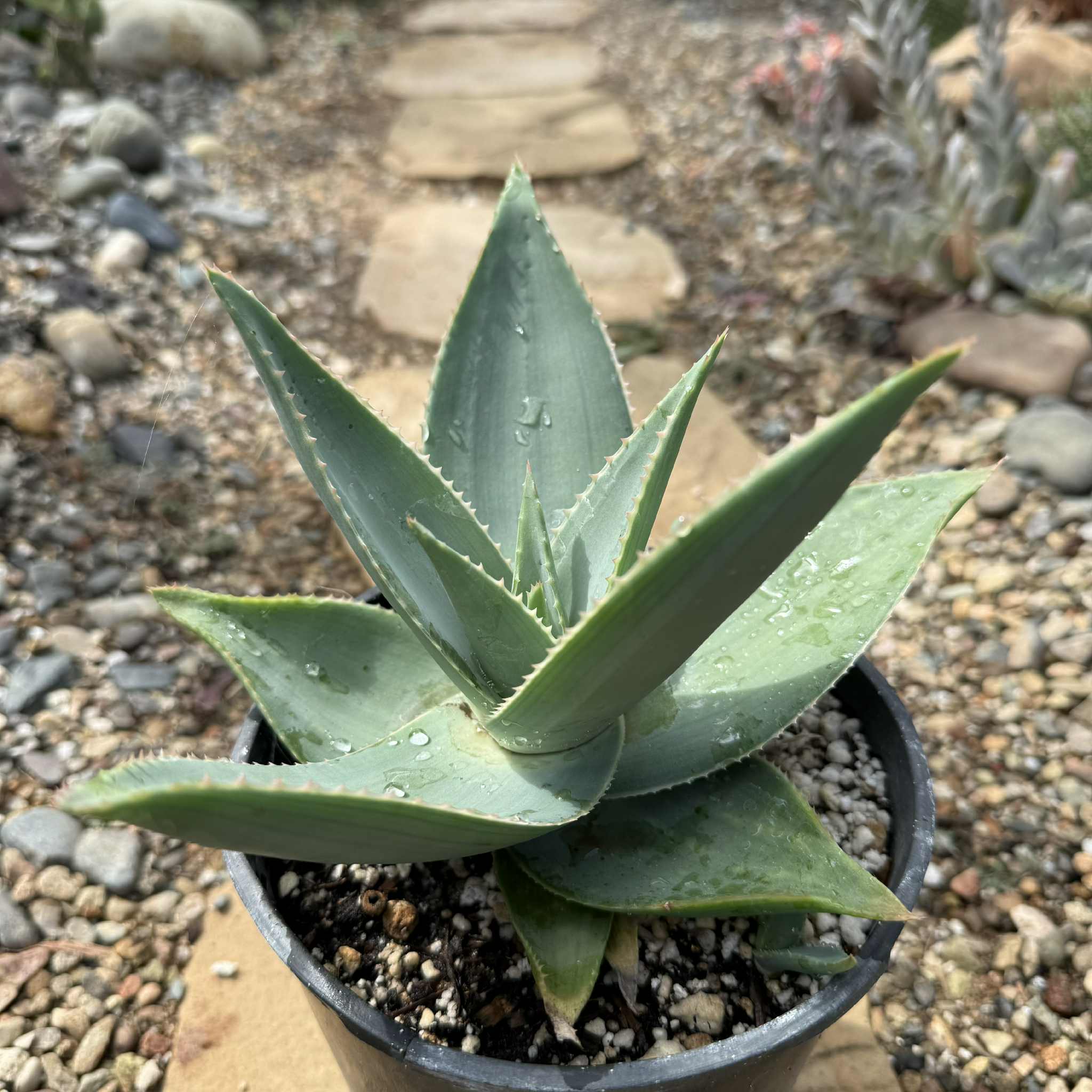 Aloe striata 'Ghost Aloe' – DesertScapeSucculent