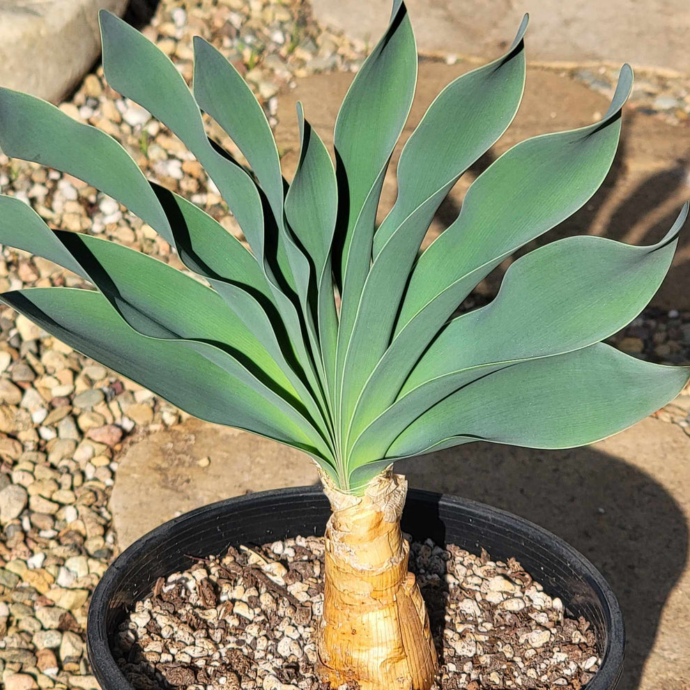 Boophane haemanthoides – DesertScapeSucculent