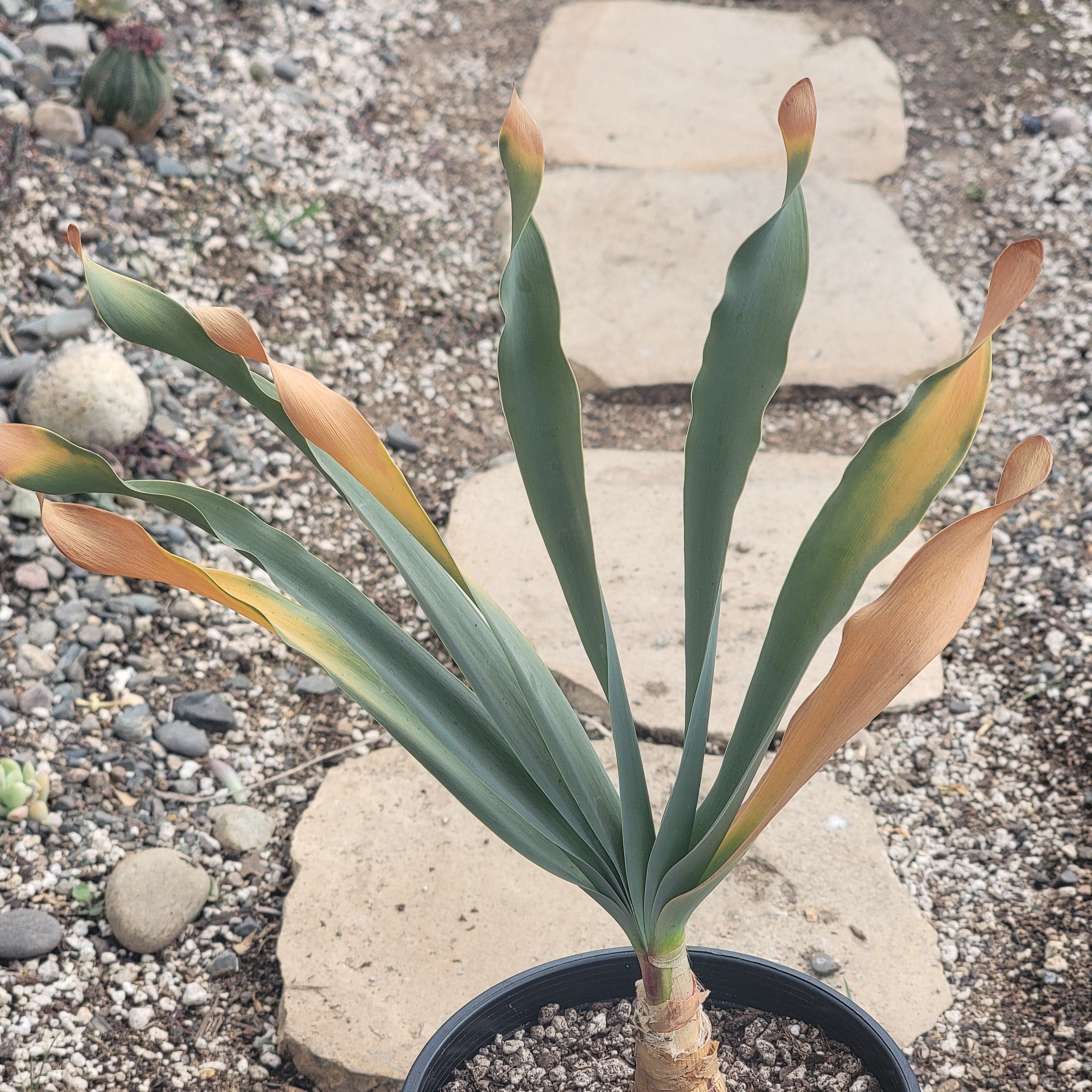 Boophane haemanthoides – DesertScapeSucculent