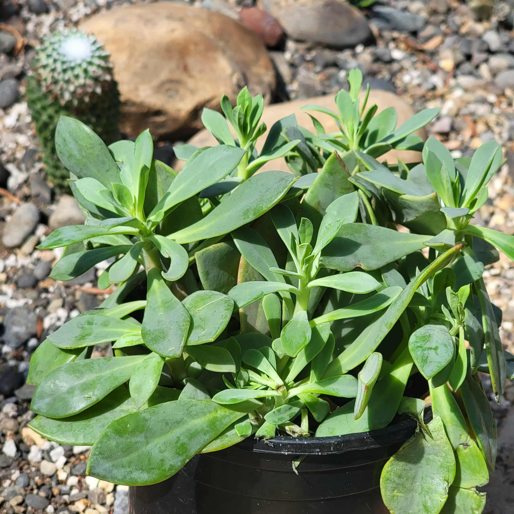 Calandrinia spectabilis 'Rock Purslane' – DesertScapeSucculent