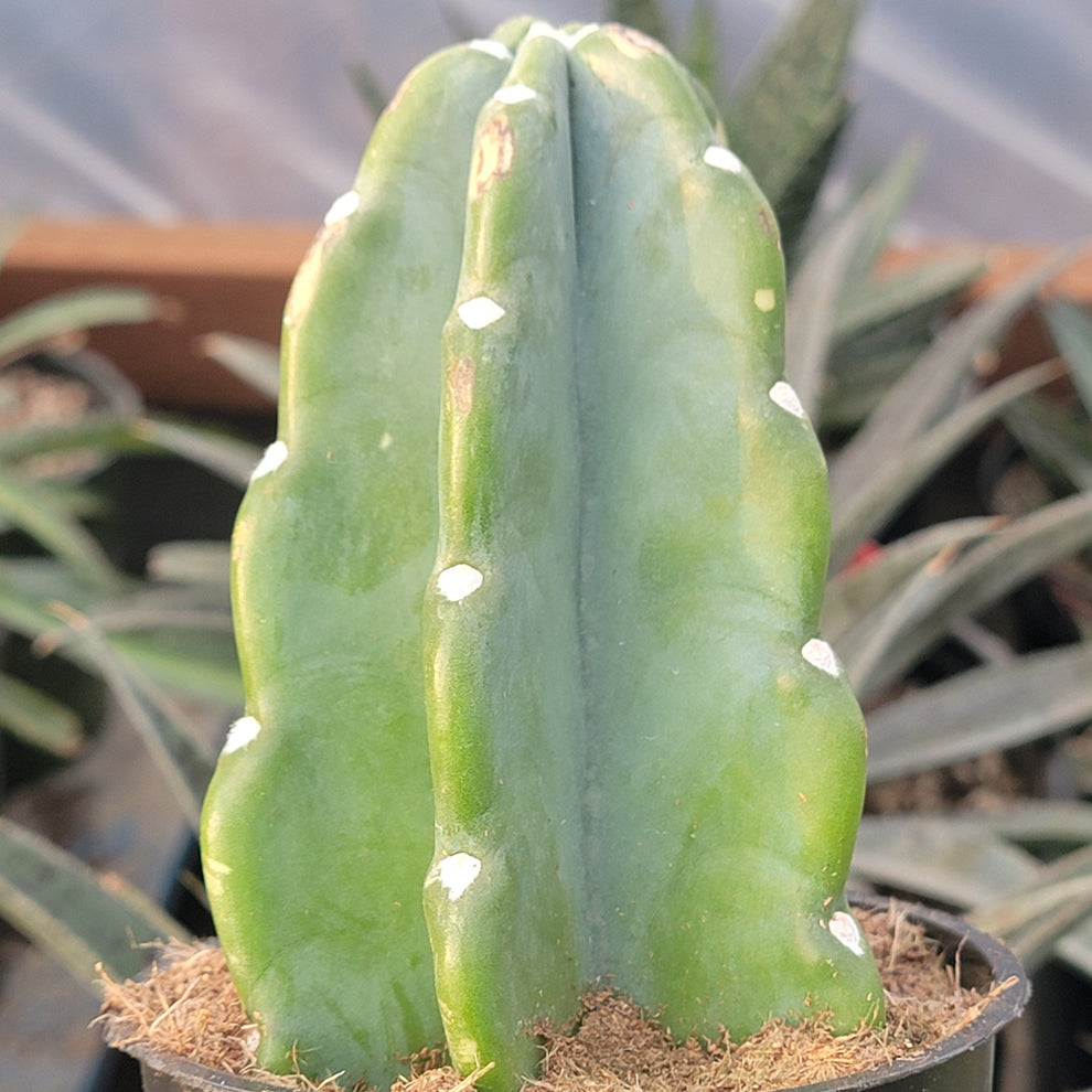 Cereus jamacaru 'Cuddly Cactus' – DesertScapeSucculent