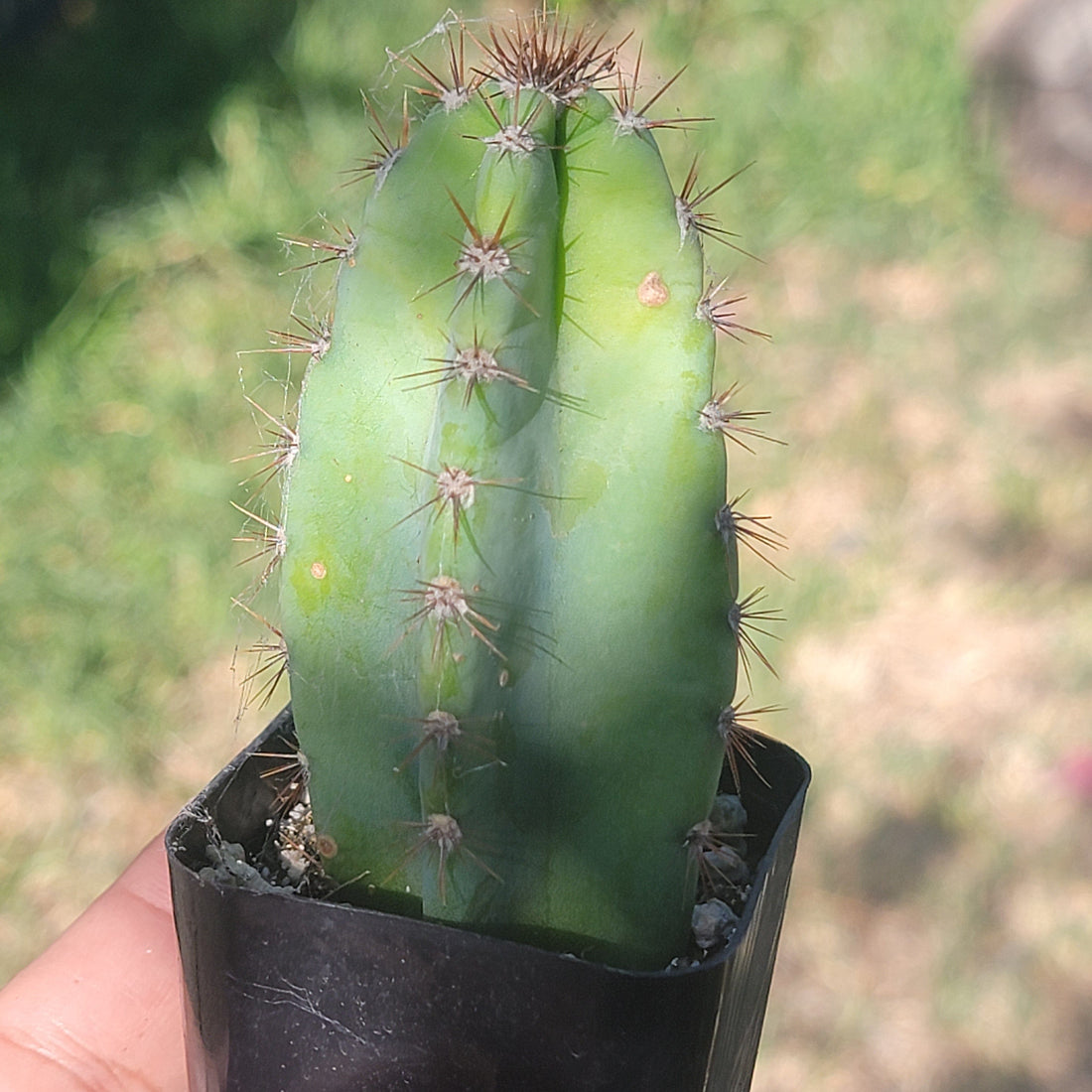 Cereus peruvianus 'Apple Cactus' – DesertScapeSucculent