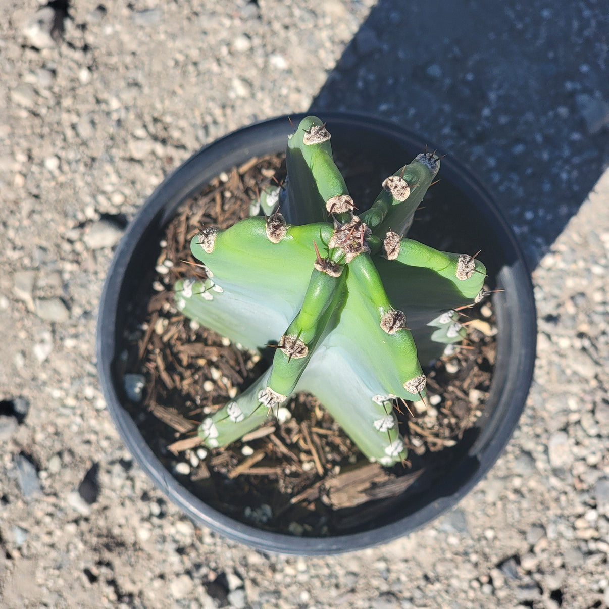 Cereus 'Peruvianus Monstrous' – DesertScapeSucculent