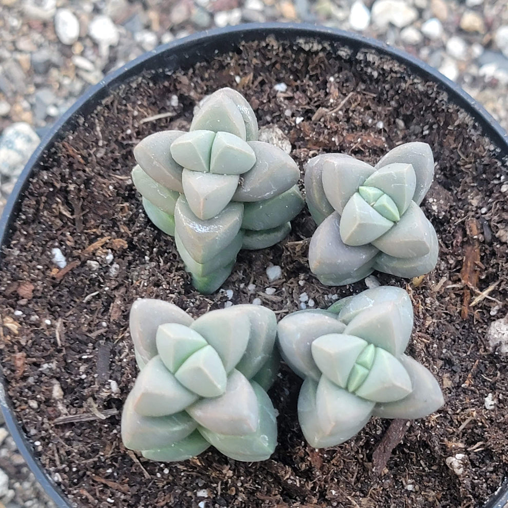 Corpuscularia lehmannii 'Ice Plant' – DesertScapeSucculent