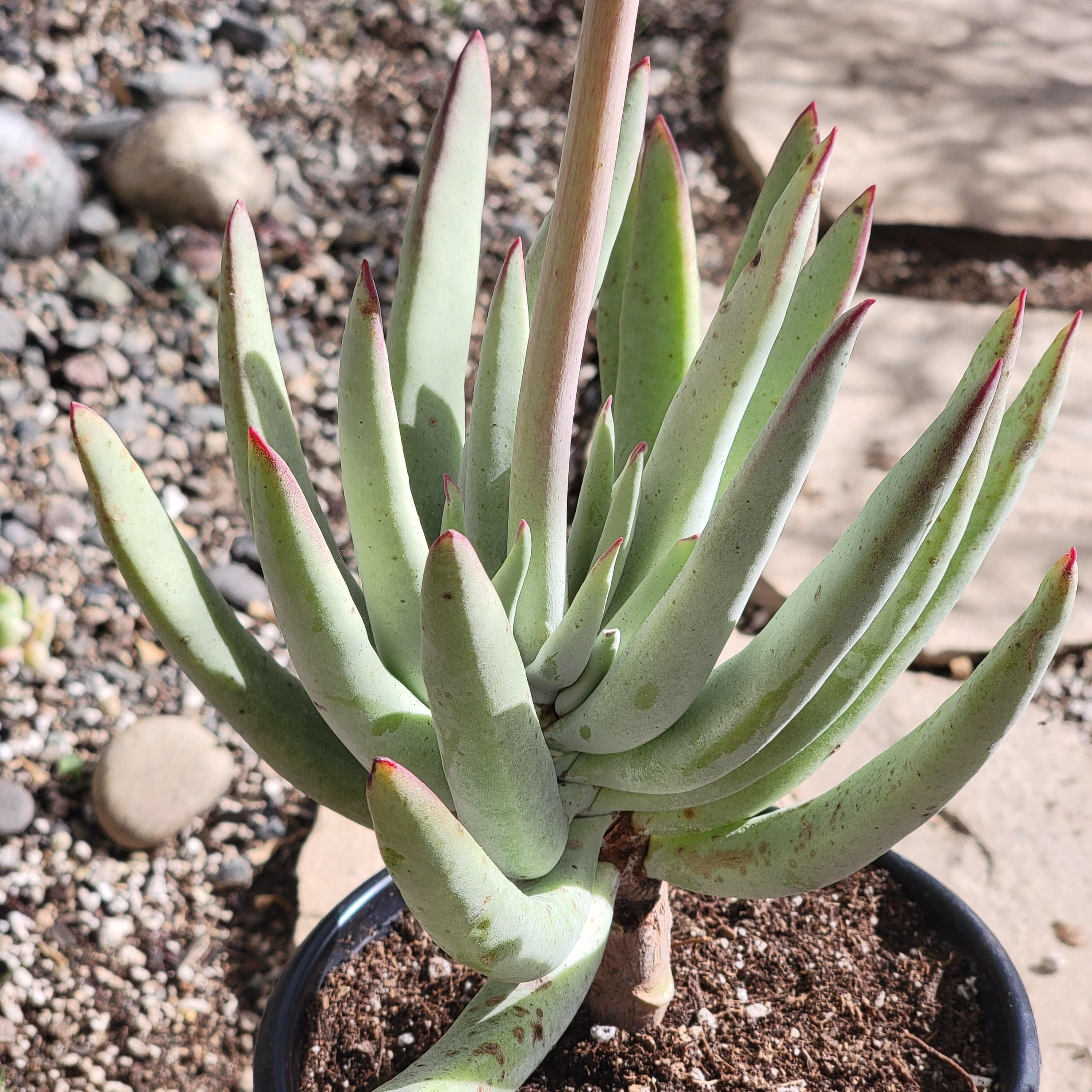 Cotyledon orbiculata var. oblonga – DesertScapeSucculent