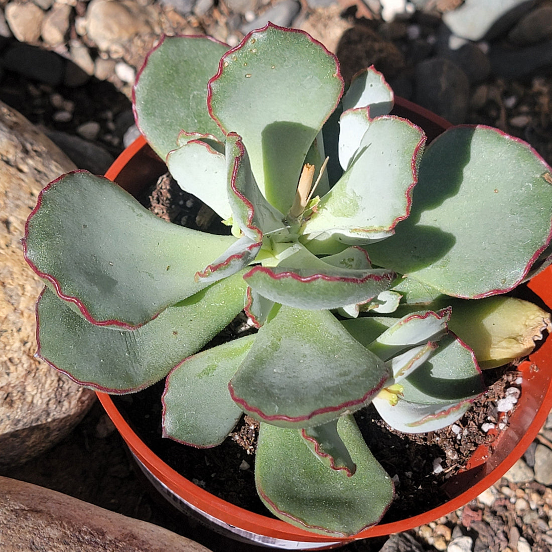 Cotyledon papillaris 'Choco Line' – DesertScapeSucculent