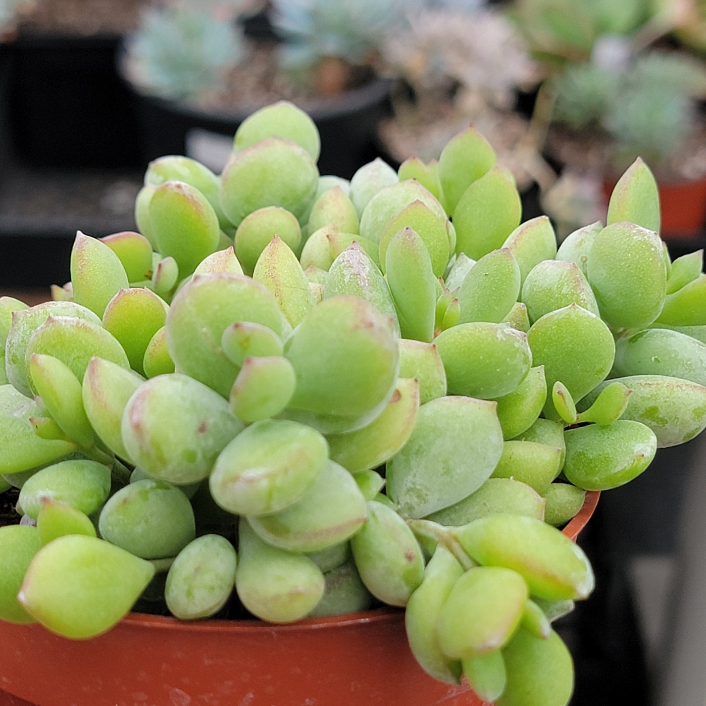 Cotyledon Pendens – DesertScapeSucculent