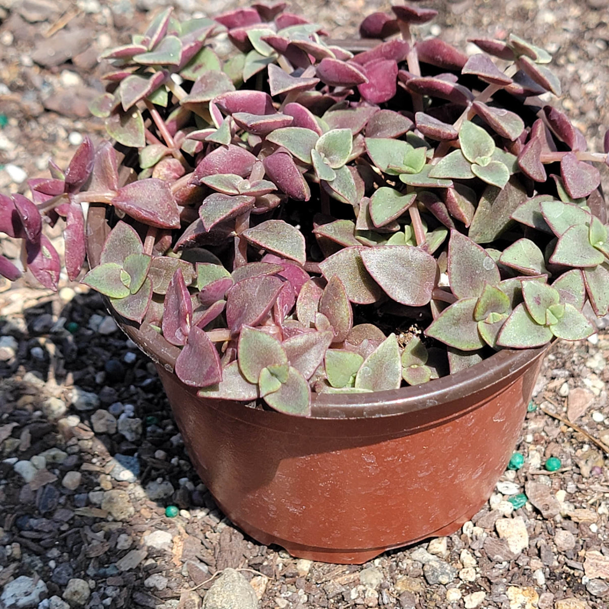 Crassula Marginalis – DesertScapeSucculent