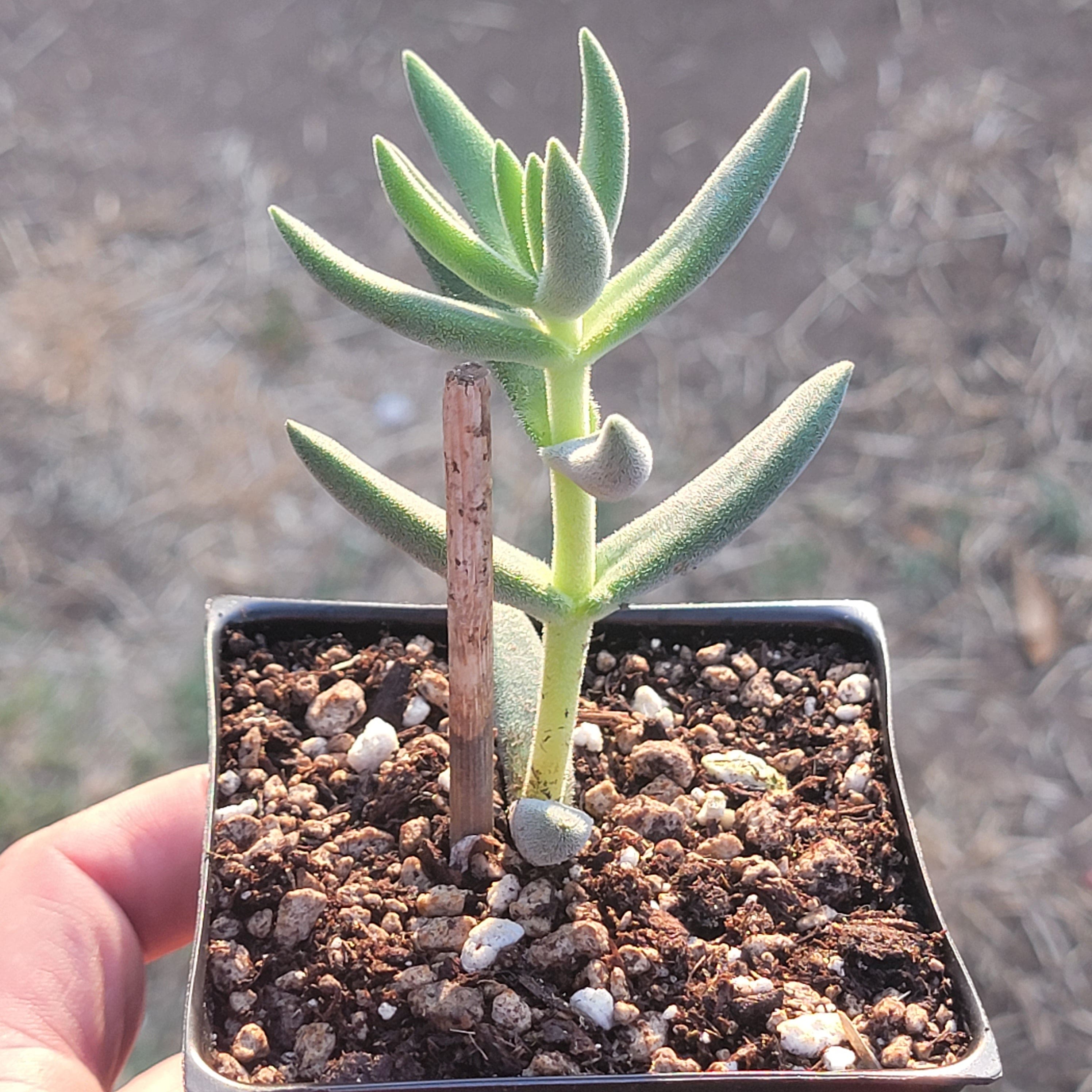 Crassula Mesembryanthemoides 'Tenelli' – DesertScapeSucculent
