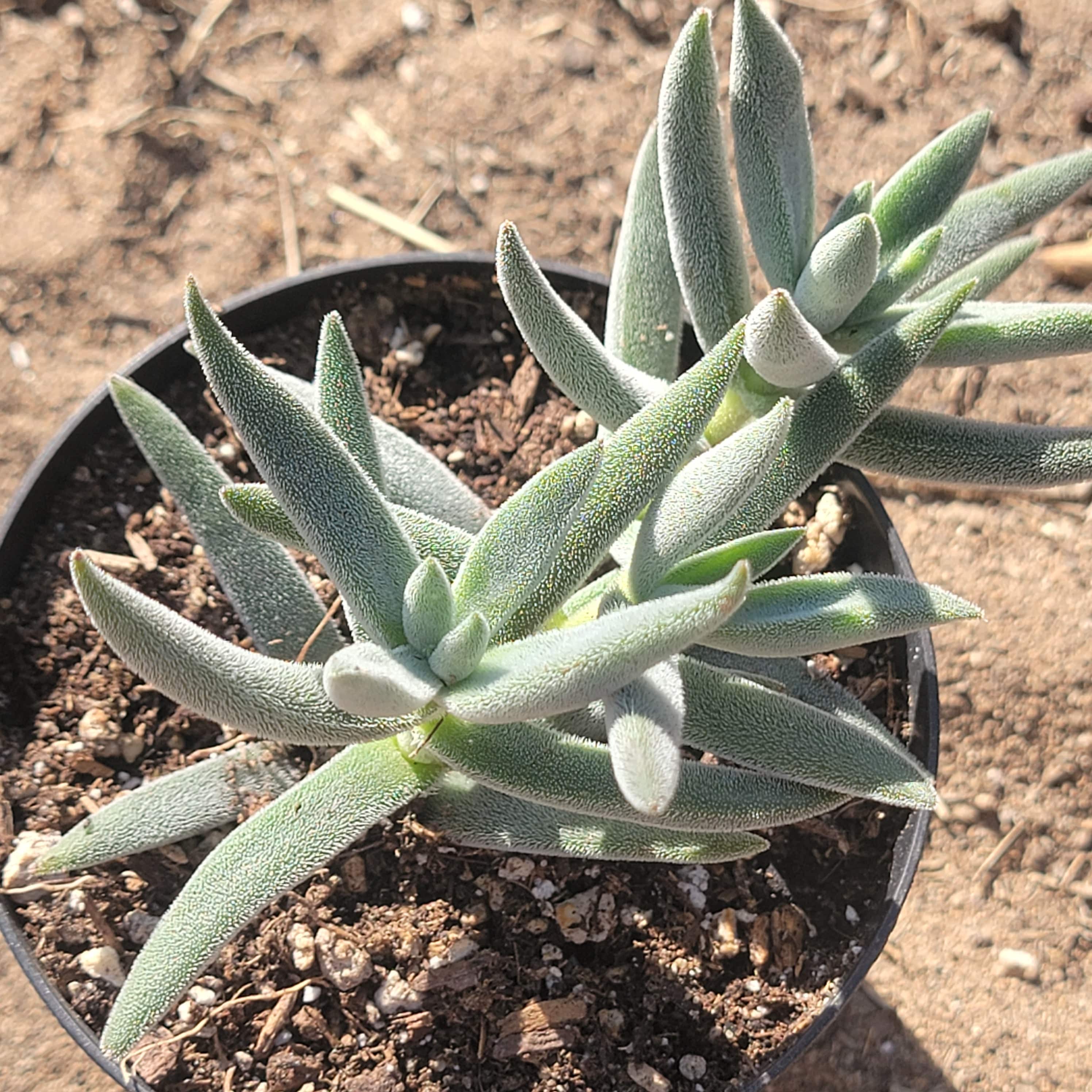 Crassula Mesembryanthemoides 'Tenelli' – DesertScapeSucculent