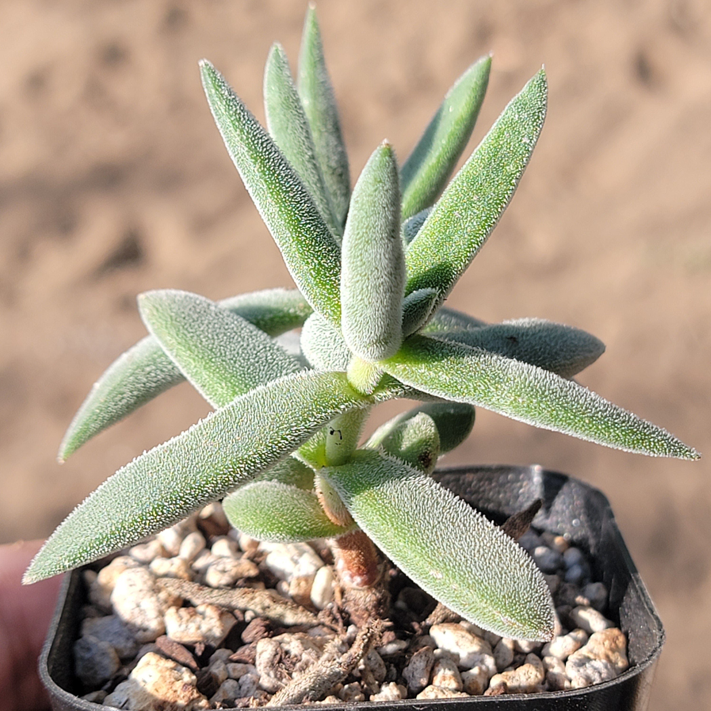 Crassula Mesembryanthemoides 'Tenelli' – DesertScapeSucculent