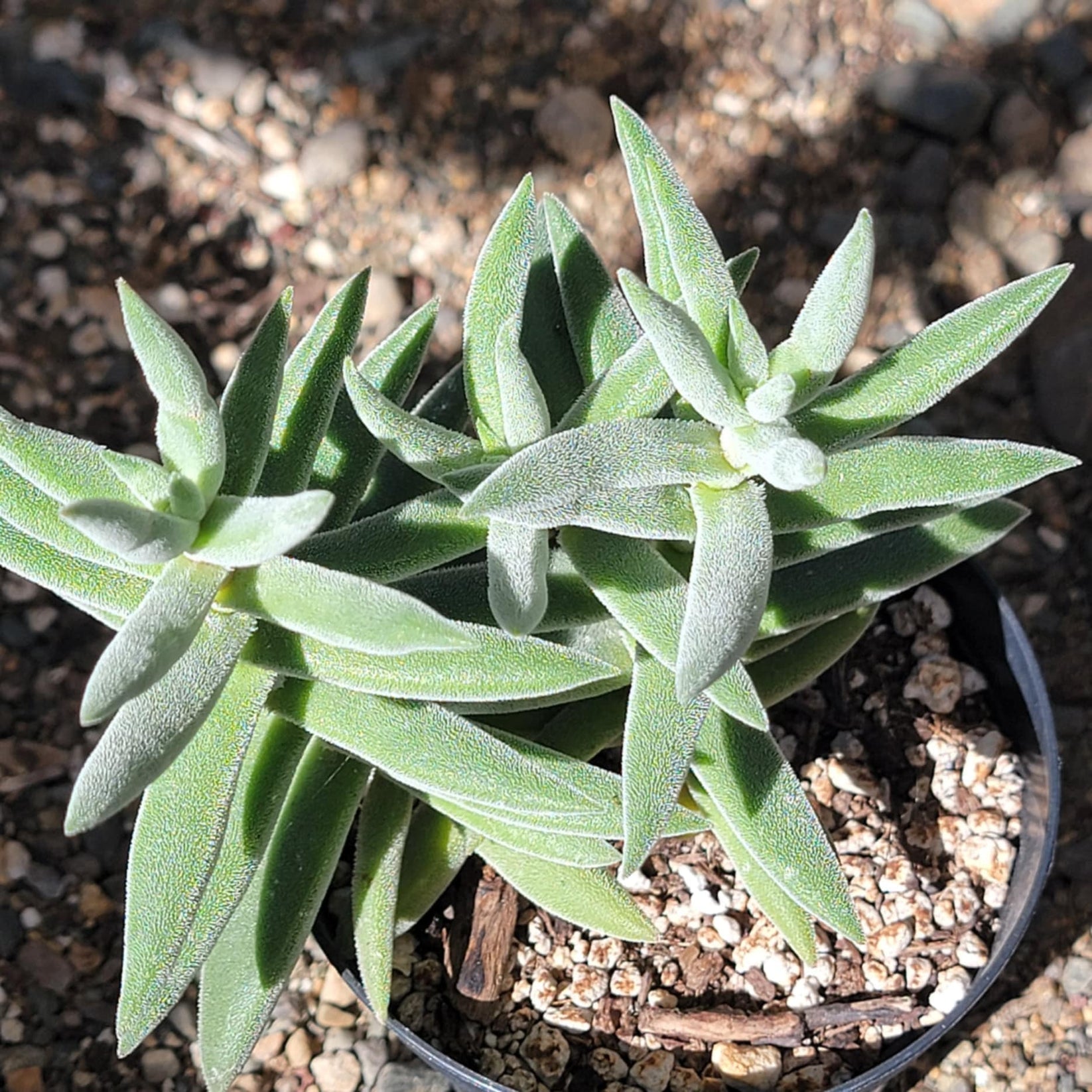 Crassula Mesembryanthemoides 'Tenelli' – DesertScapeSucculent