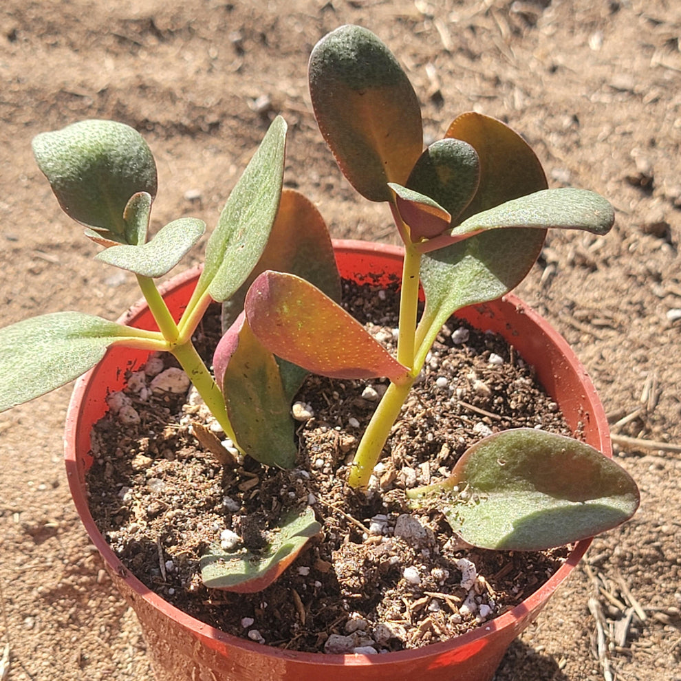 Crassula multicava 'Fairy Crassula' – DesertScapeSucculent