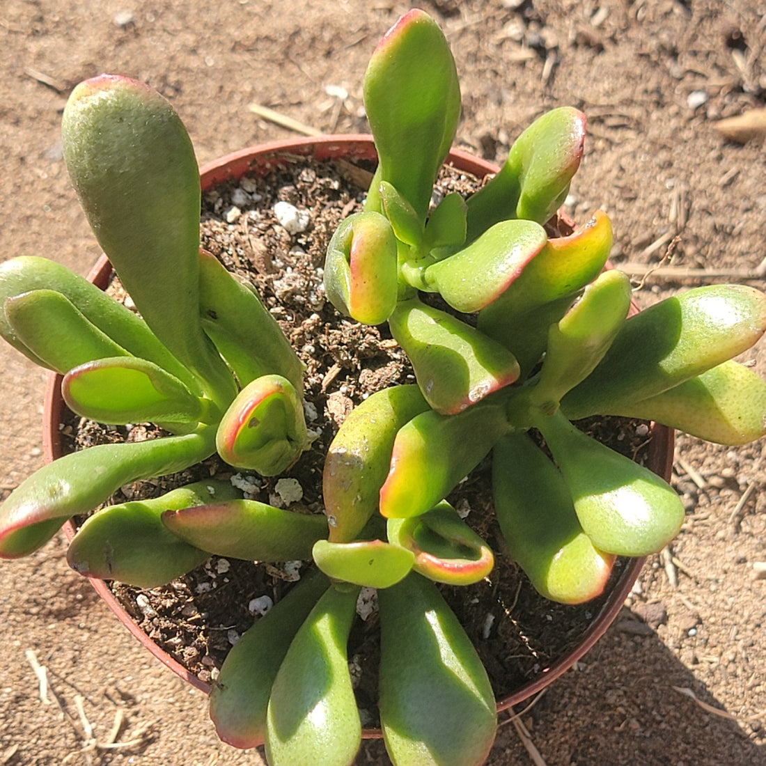 Crassula ovata 'Hobbit' – DesertScapeSucculent