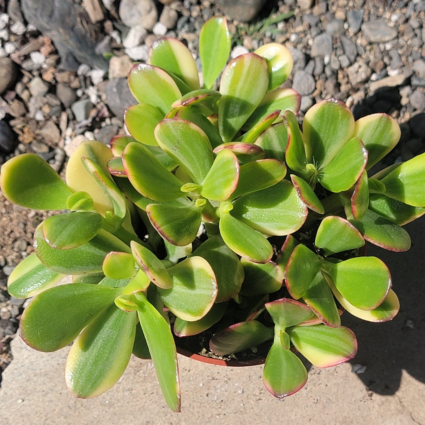 Crassula ovata 'Tricolor' Jade Plant Var. – DesertScapeSucculent