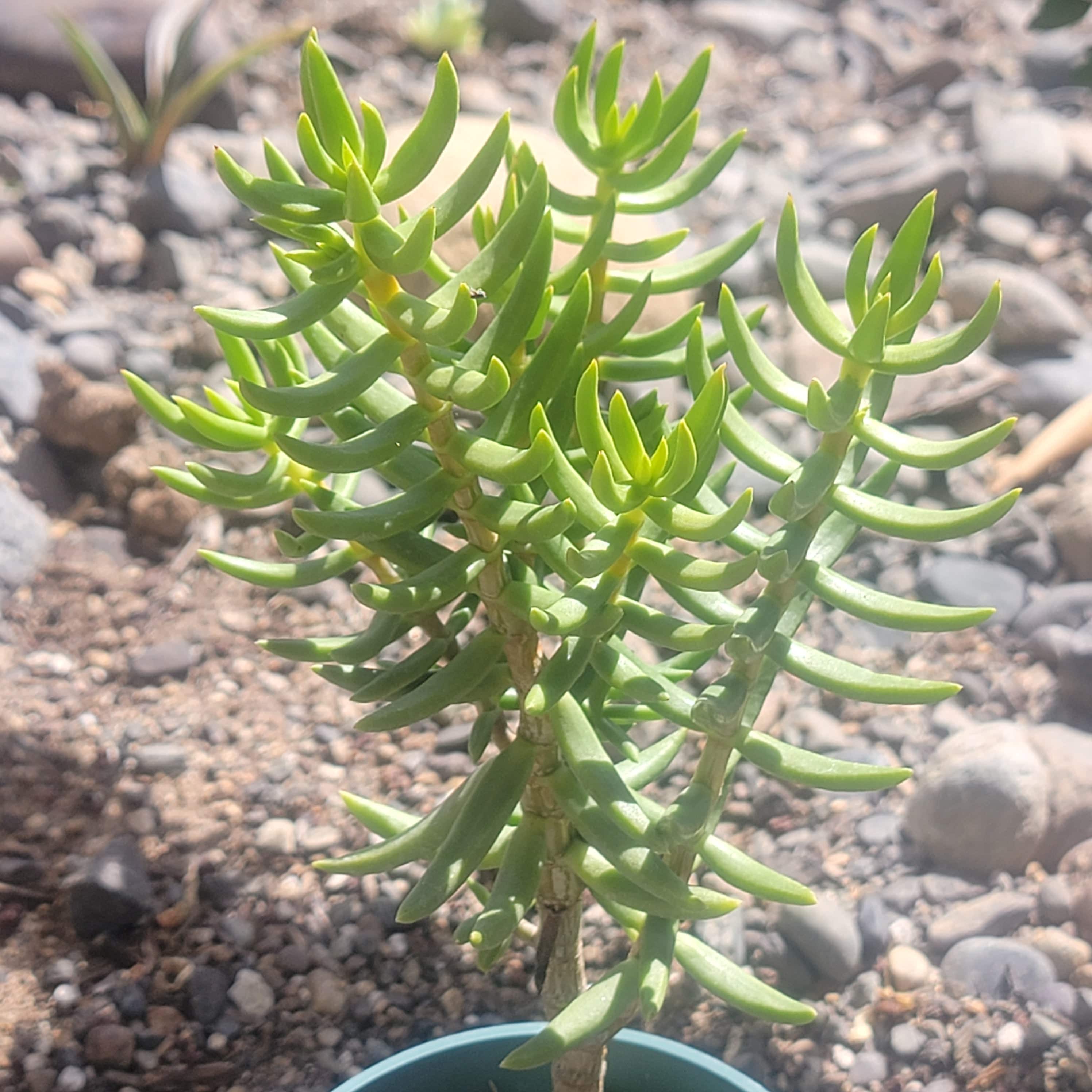 Crassula tetragona 'Miniature Pine Tree' – DesertScapeSucculent