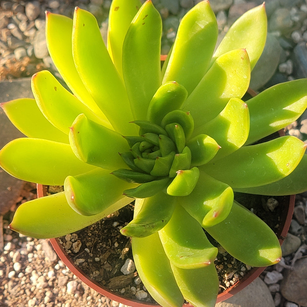 Echeveria Agavoides 'Maria' 'Lipstick' – DesertScapeSucculent
