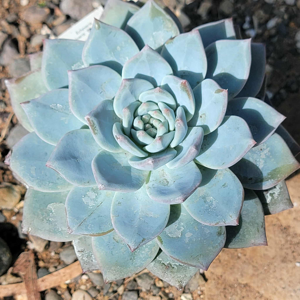 Echeveria 'Blue Bird' – DesertScapeSucculent