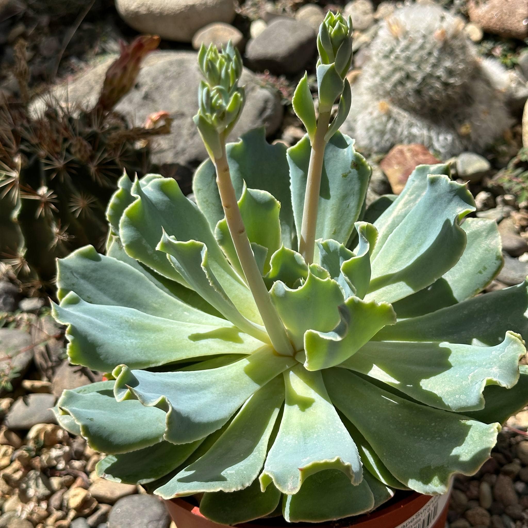 Echeveria 'Blue Frills' – DesertScapeSucculent