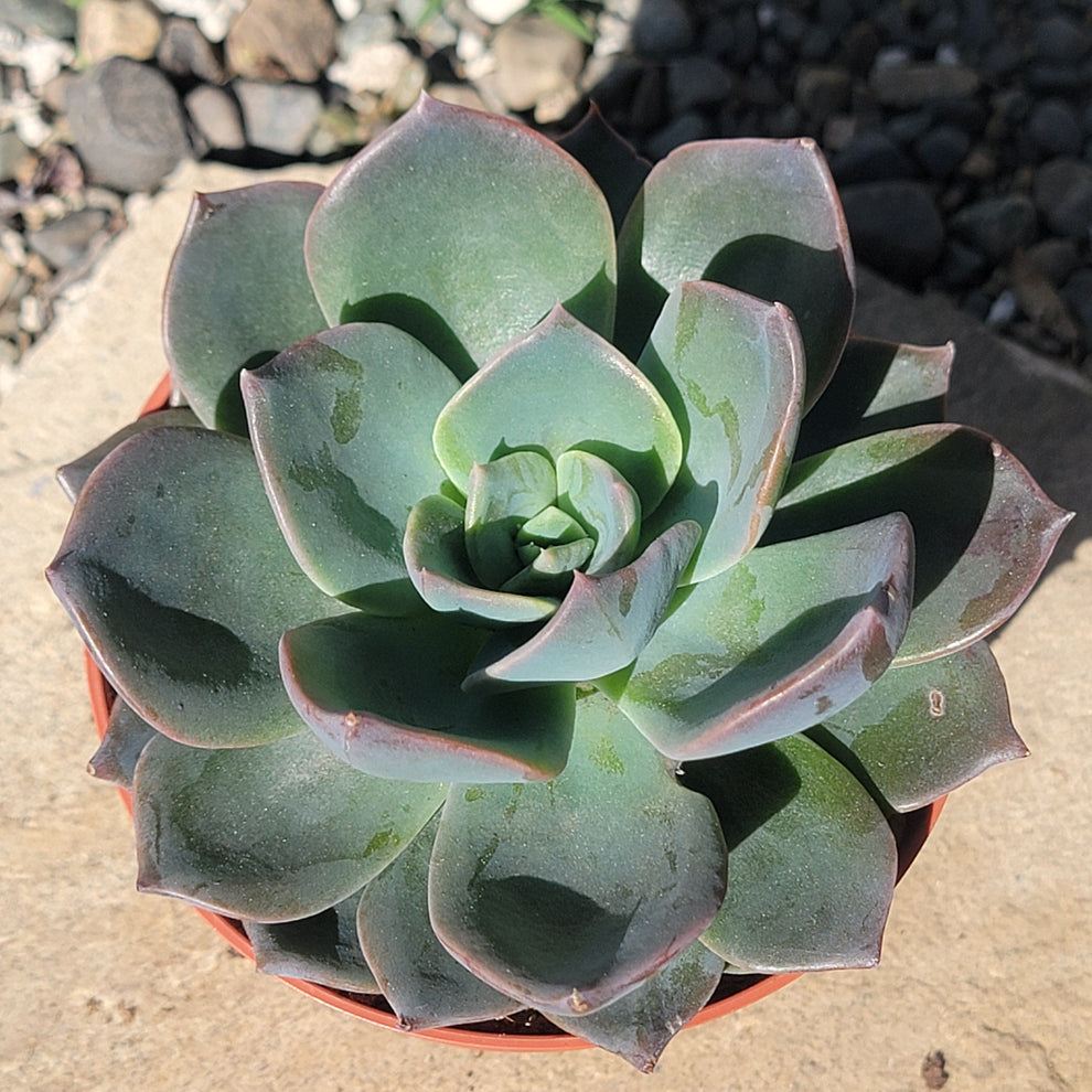 Echeveria 'Blue Prince' – DesertScapeSucculent