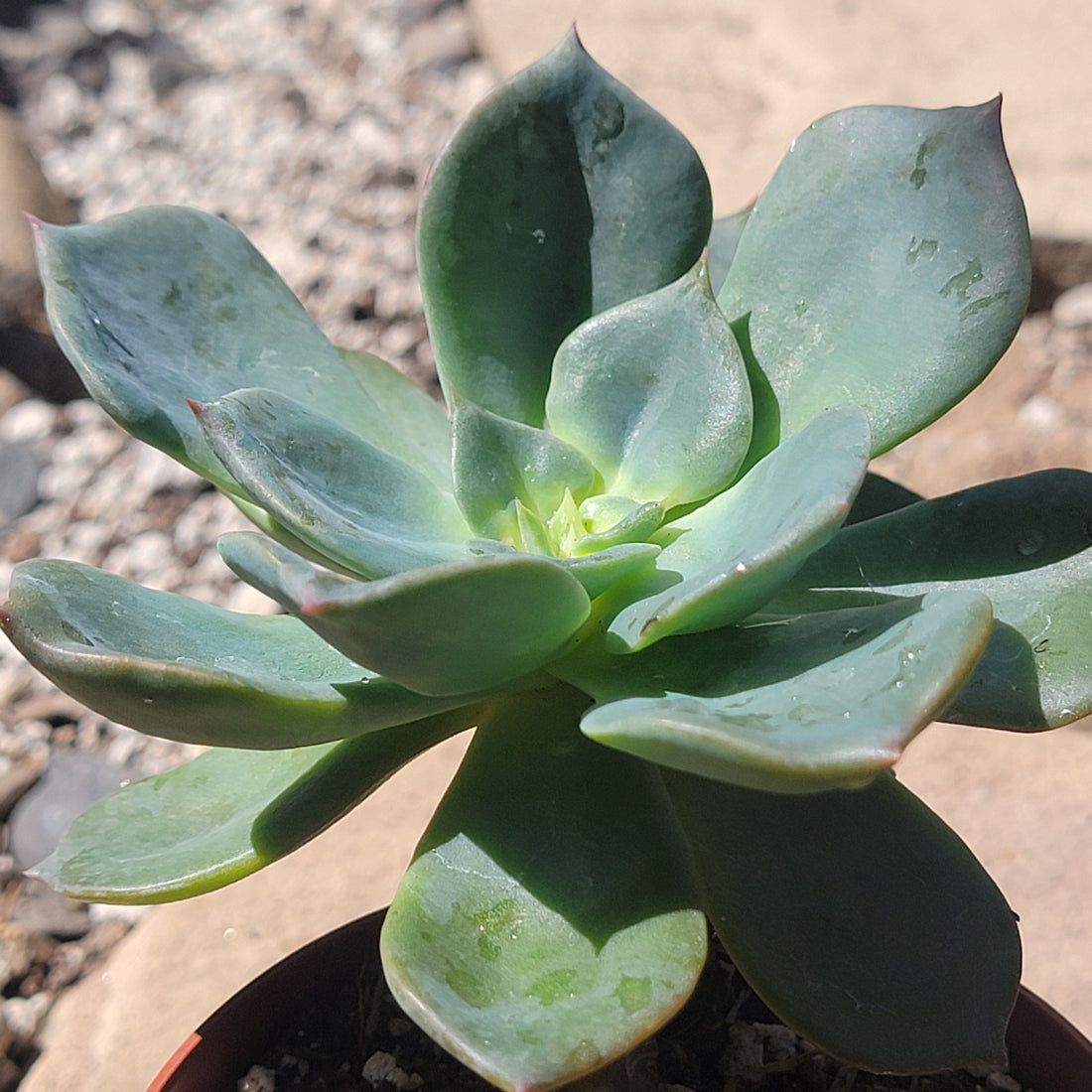 Echeveria 'Blue Prince' – DesertScapeSucculent