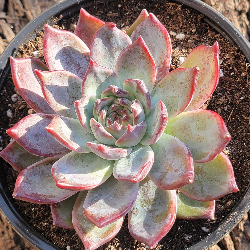 Echeveria 'Ratam' – DesertScapeSucculent