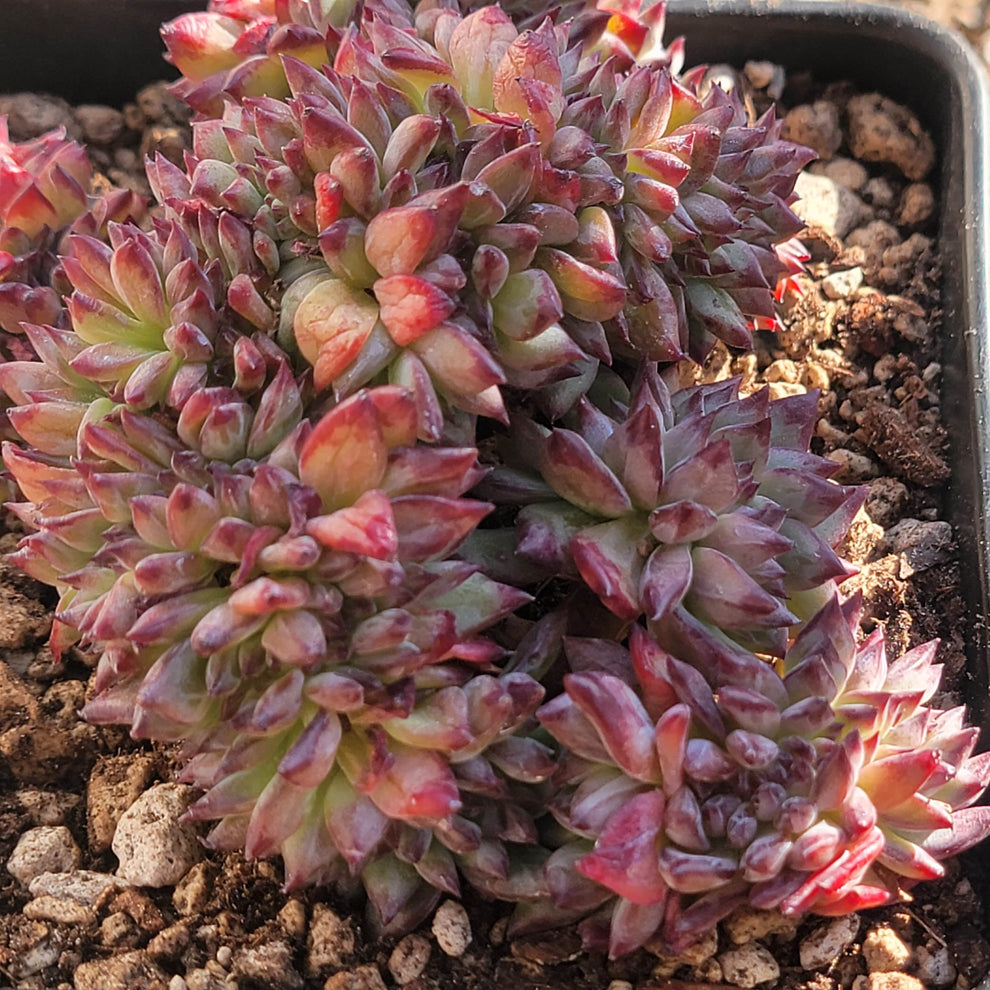 Echeveria 'Ratam' – DesertScapeSucculent