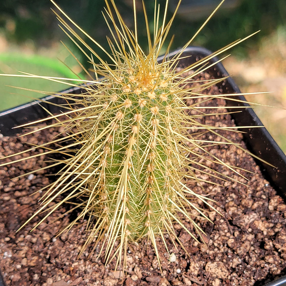 Echinocereus ‘Nicholii’ 'Golden Hedgehog' – DesertScapeSucculent