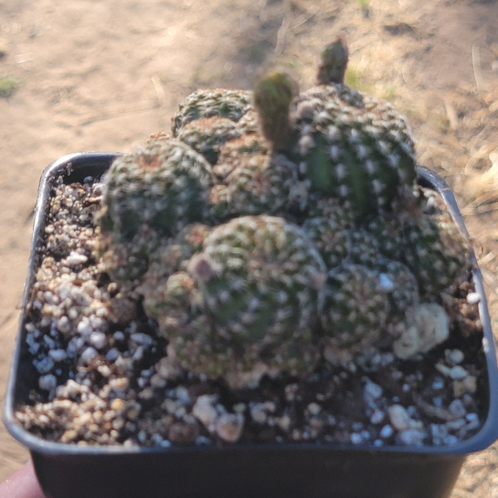 Echinopsis Tiegeliana var. Pusilla – DesertScapeSucculent
