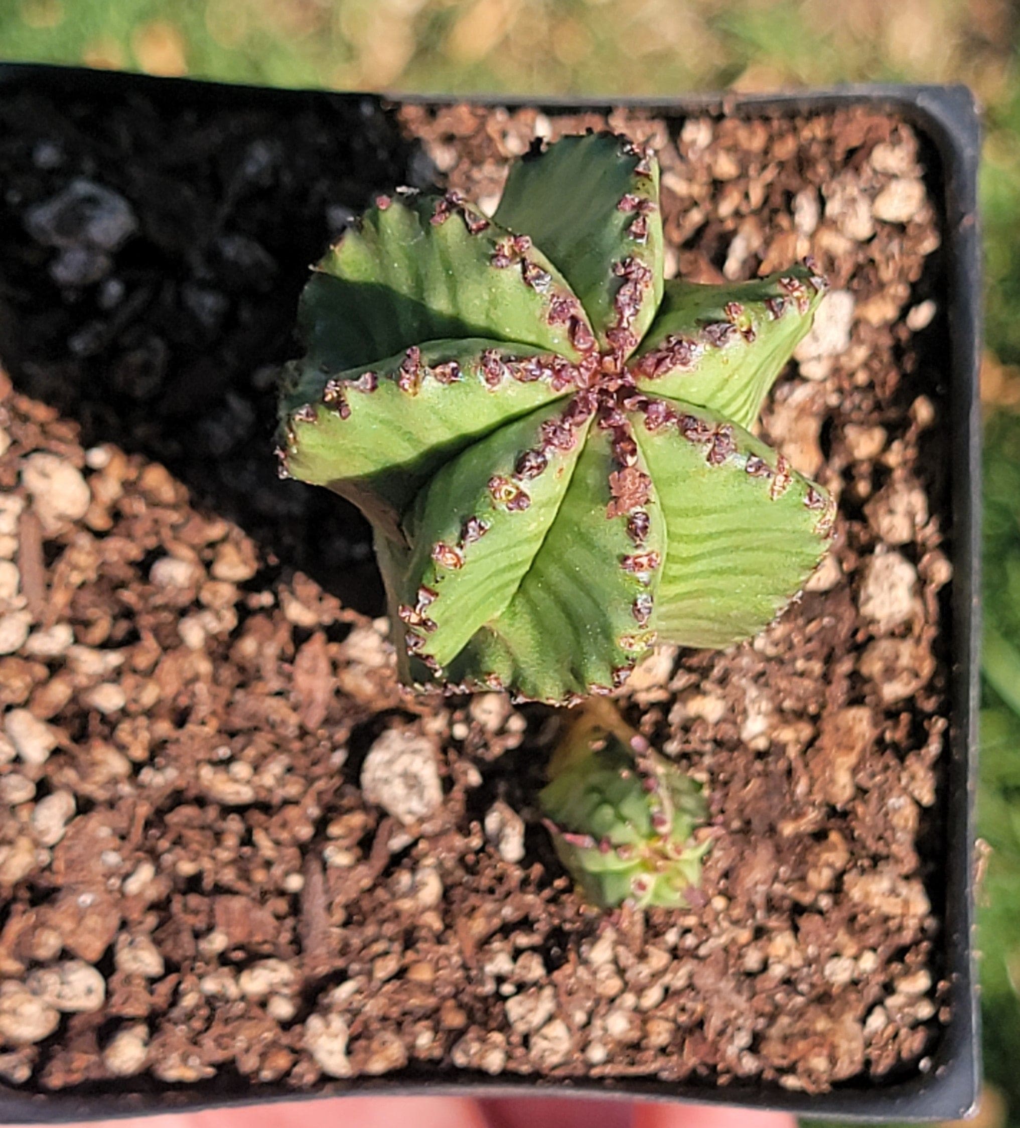 Euphorbia Anoplia 'Tanzanian Zipper Plant' – DesertScapeSucculent