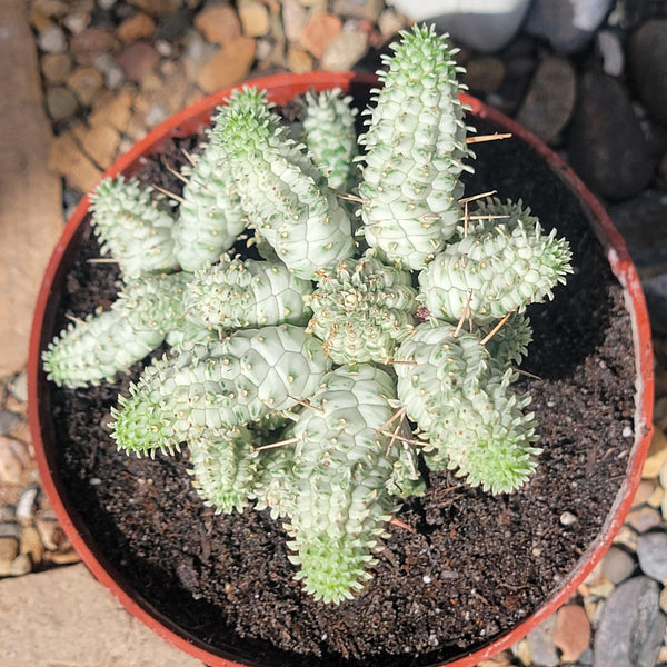 Euphorbia mammillaris ‘Indian Corn Cob’ Var. – DesertScapeSucculent