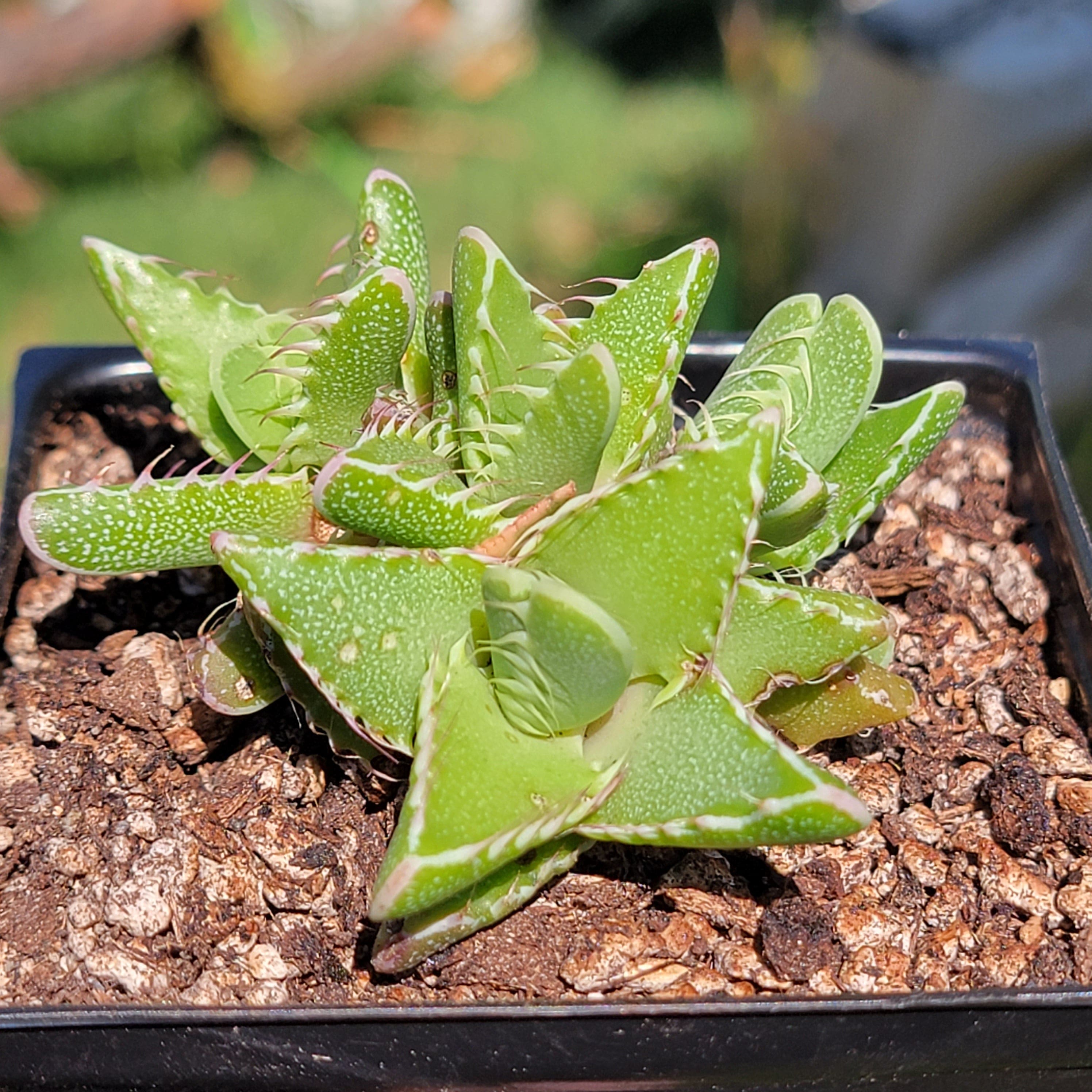 Faucaria Tigrina 'Tiger Jaws' – DesertScapeSucculent