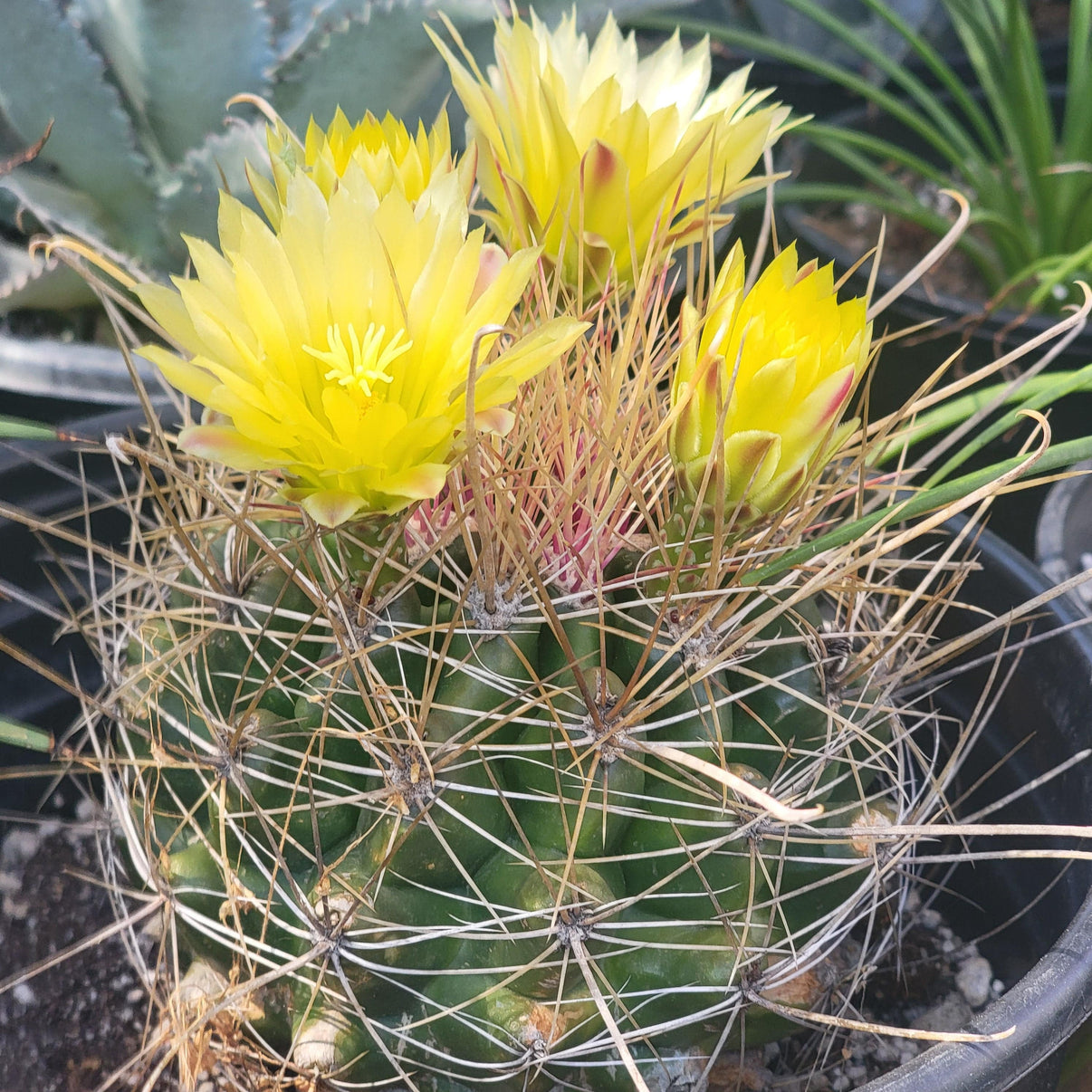 Ferocactus hamatacanthus 'Texas Barrel Cactus' – DesertScapeSucculent