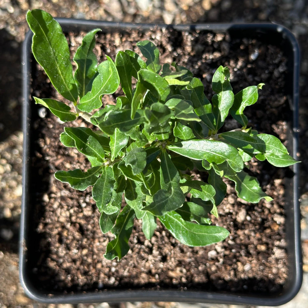 Fockea crispa – DesertScapeSucculent
