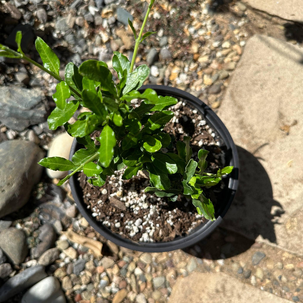 Fockea edulis crispa – DesertScapeSucculent