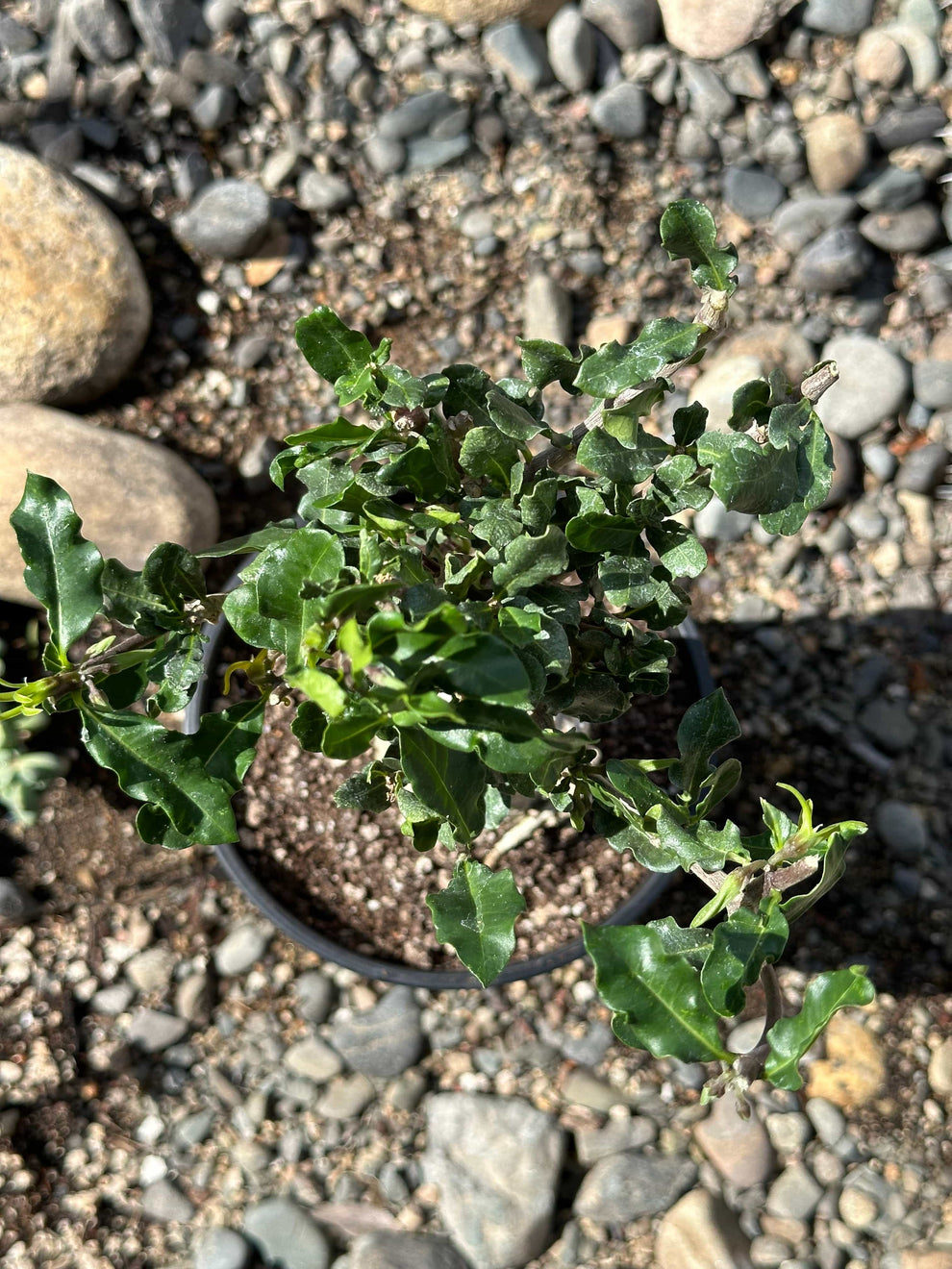 Fockea edulis crispa – DesertScapeSucculent