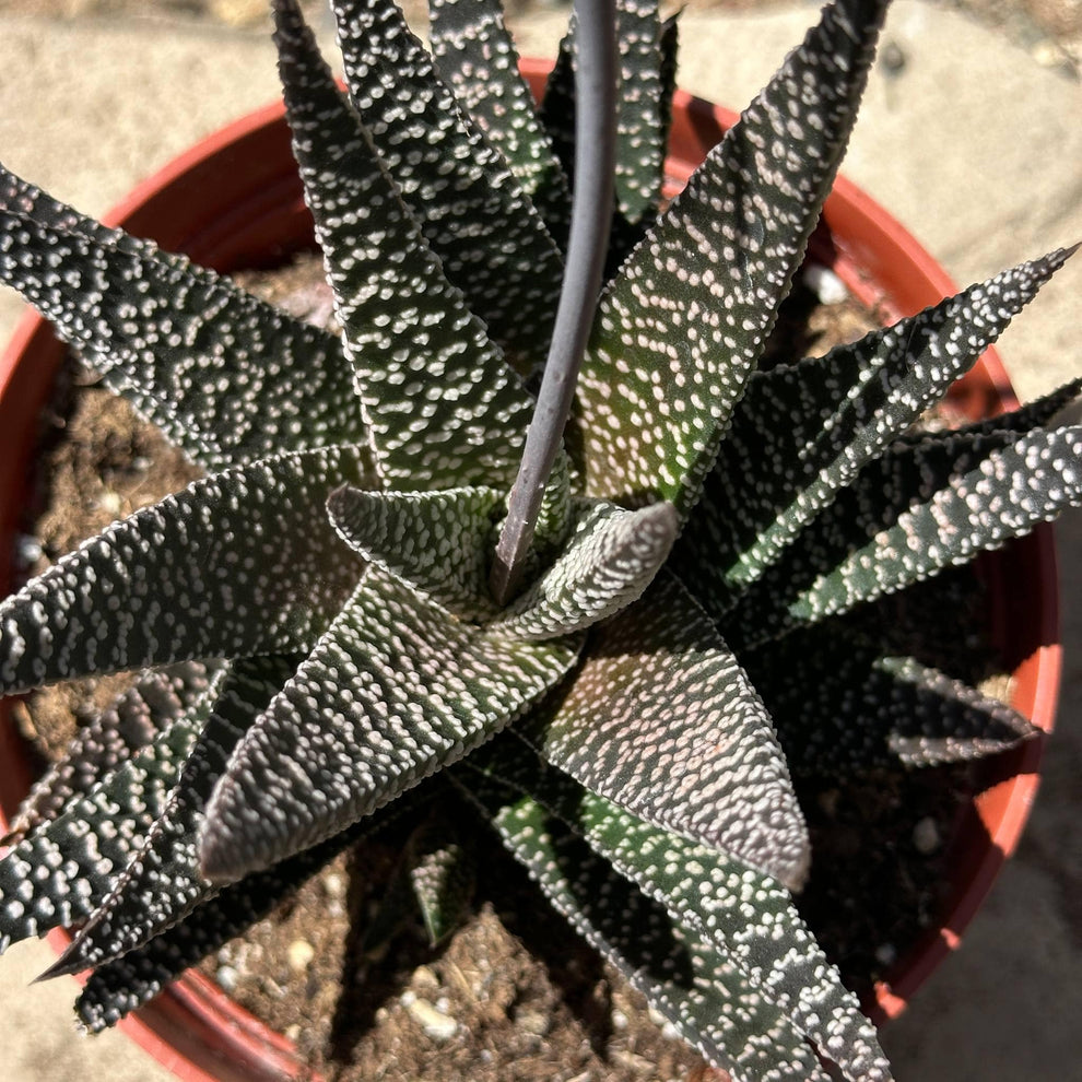 Gasteraloe ‘Okavango’ – DesertScapeSucculent