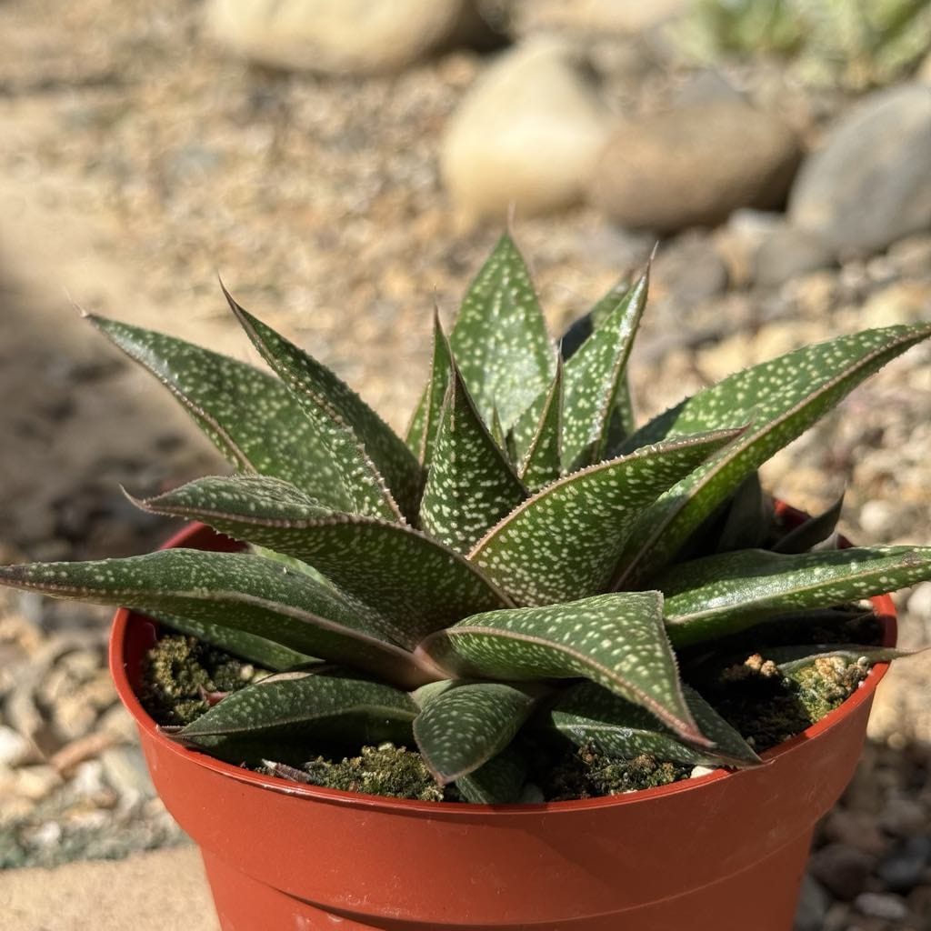 Gasteraloe 'Flow' – DesertScapeSucculent