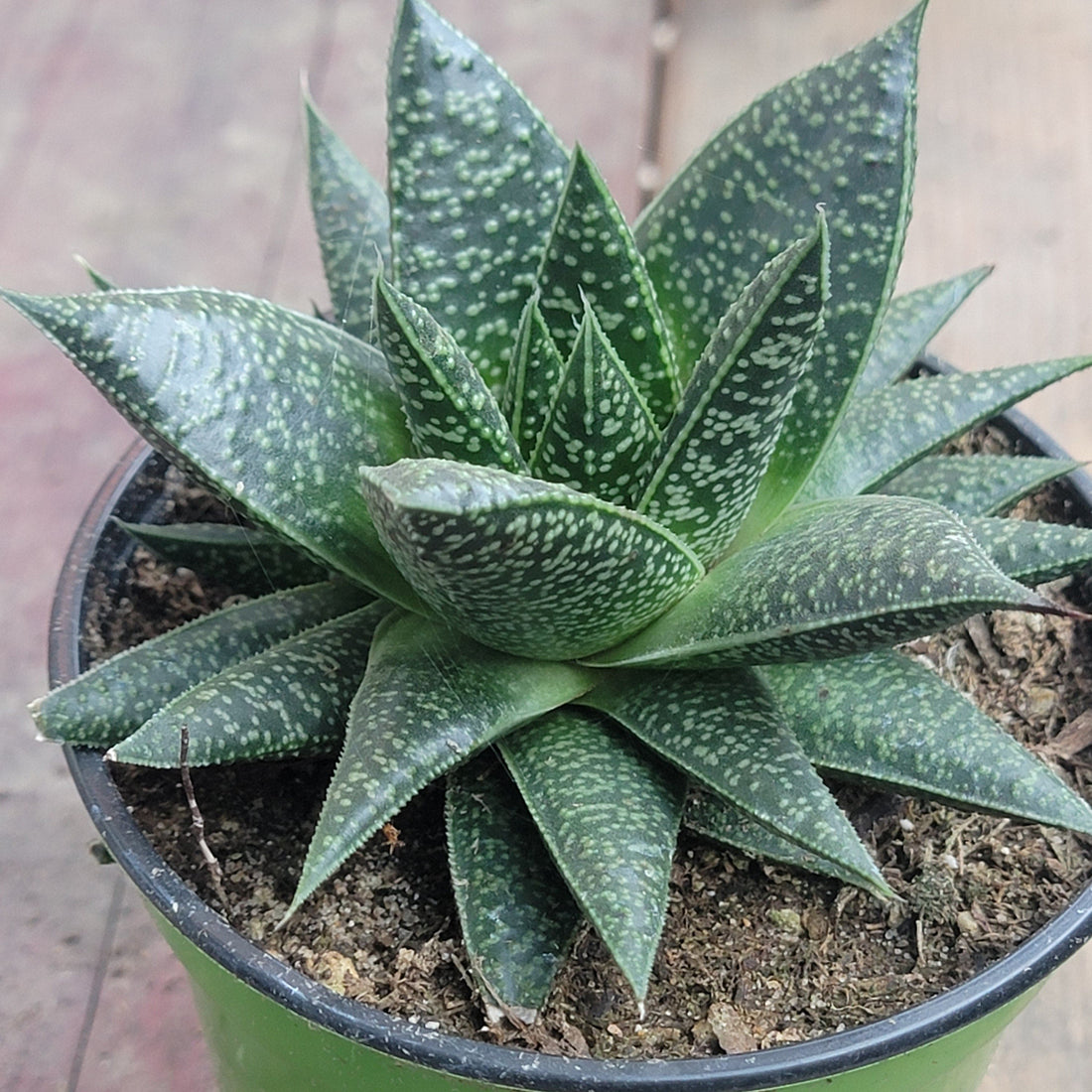 Gasteria 'Flow' – DesertScapeSucculent
