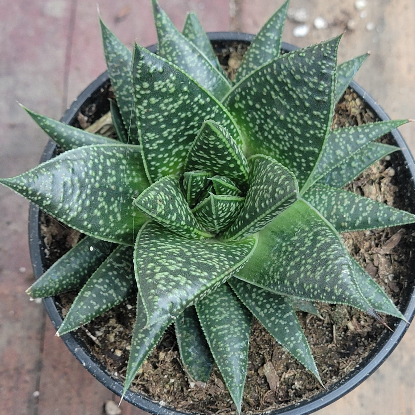 Gasteria 'Flow' – DesertScapeSucculent