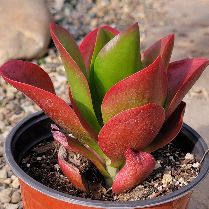 Kalanchoe 'Dragonfire' – DesertScapeSucculent