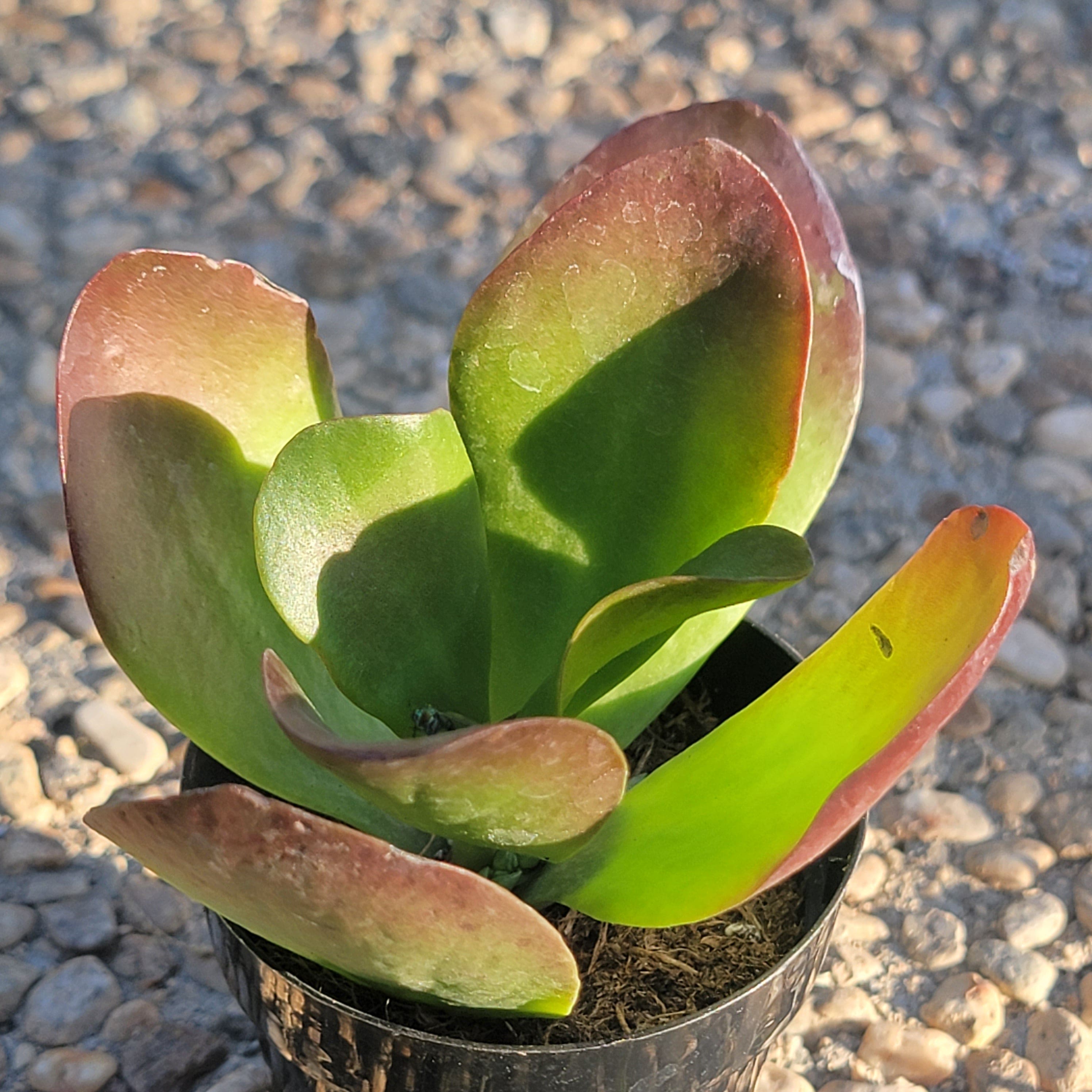 Kalanchoe 'Dragonfire' – DesertScapeSucculent