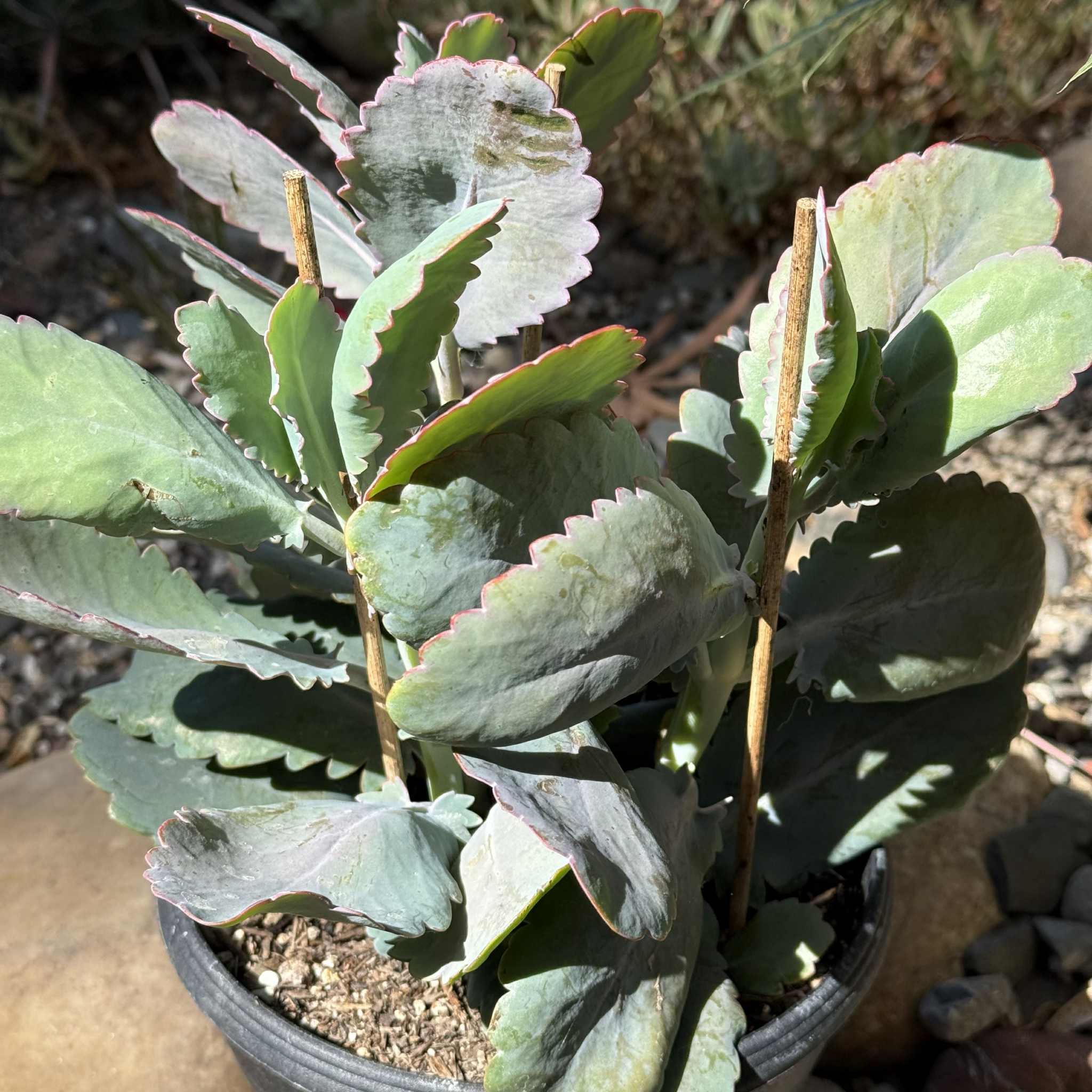 Kalanchoe fedtschenkoi 'Lavender Scallops' – DesertScapeSucculent